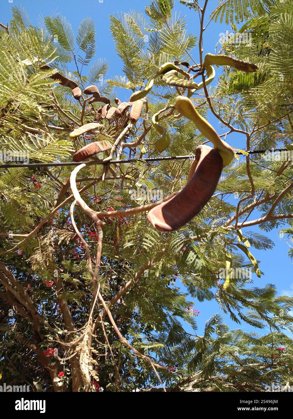 Acacias, Mimosas, mesquites, and allies (Mimosoideae Stock Photo - Alamy