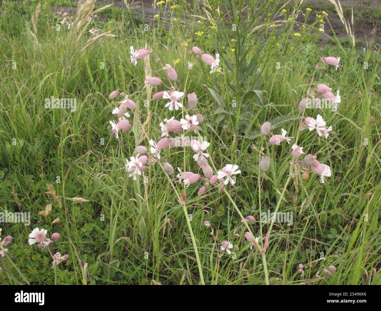bladder campion (Silene vulgaris Stock Photo - Alamy