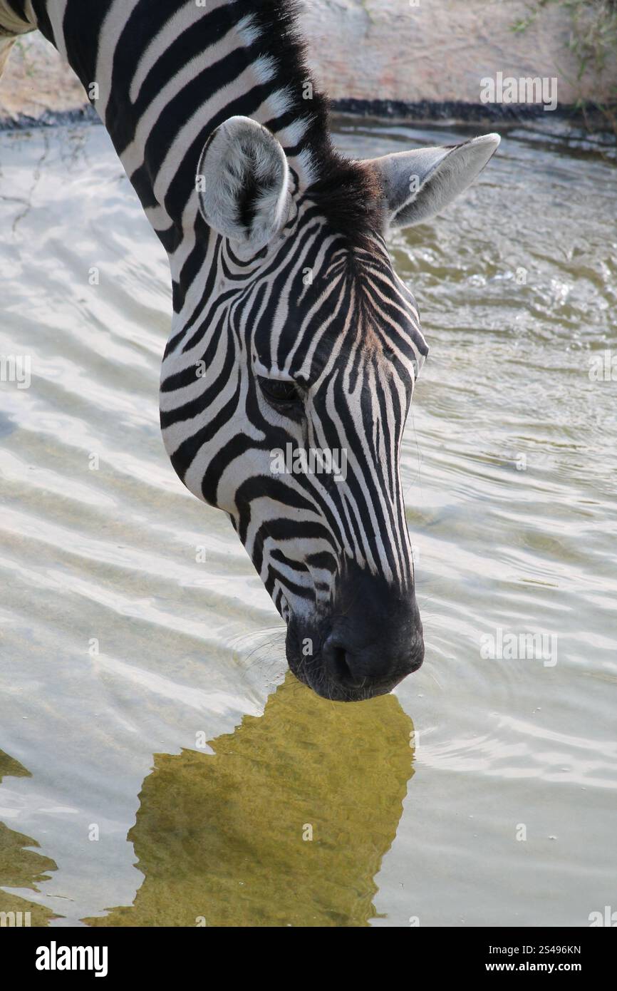 Zebra drinking water from a pond Stock Photo - Alamy