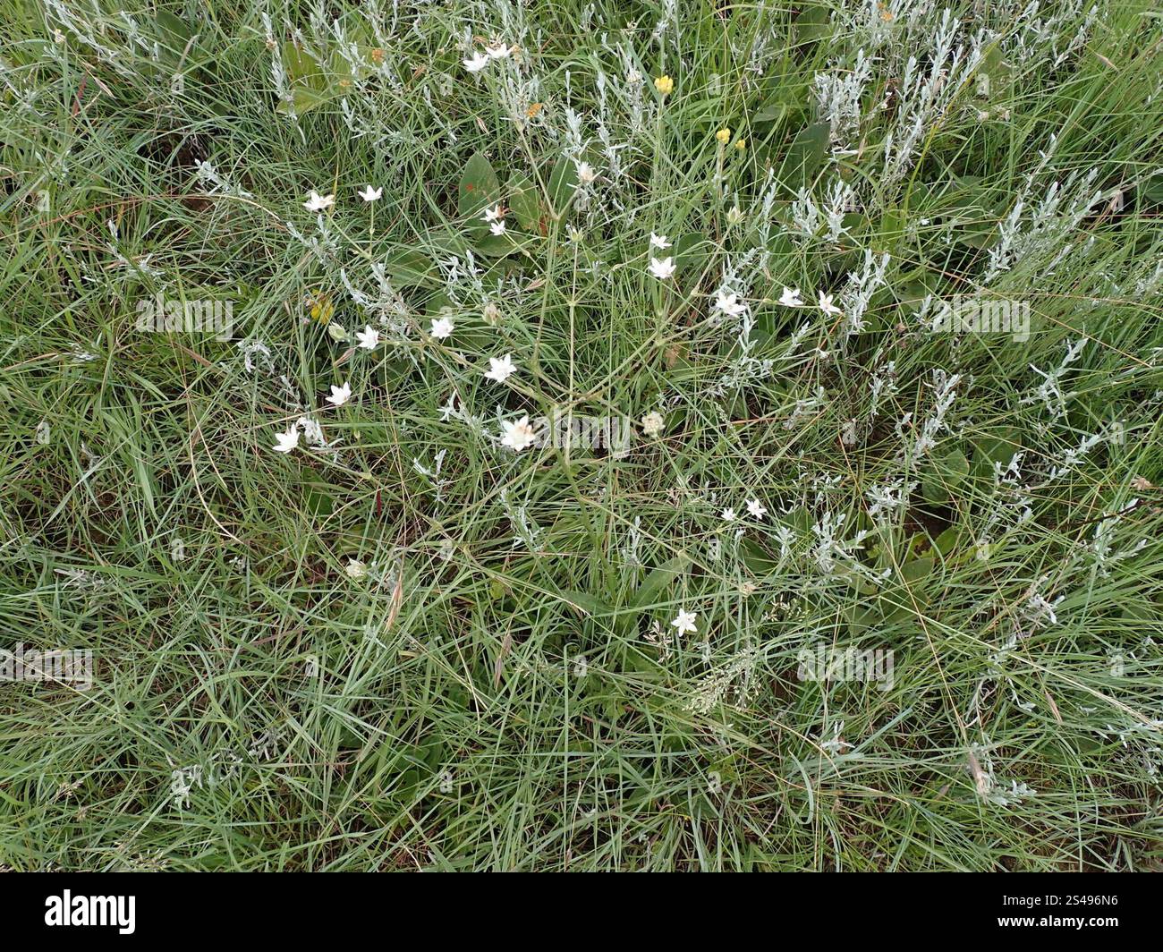 Fivefive Ministar (Alepidea peduncularis Stock Photo - Alamy