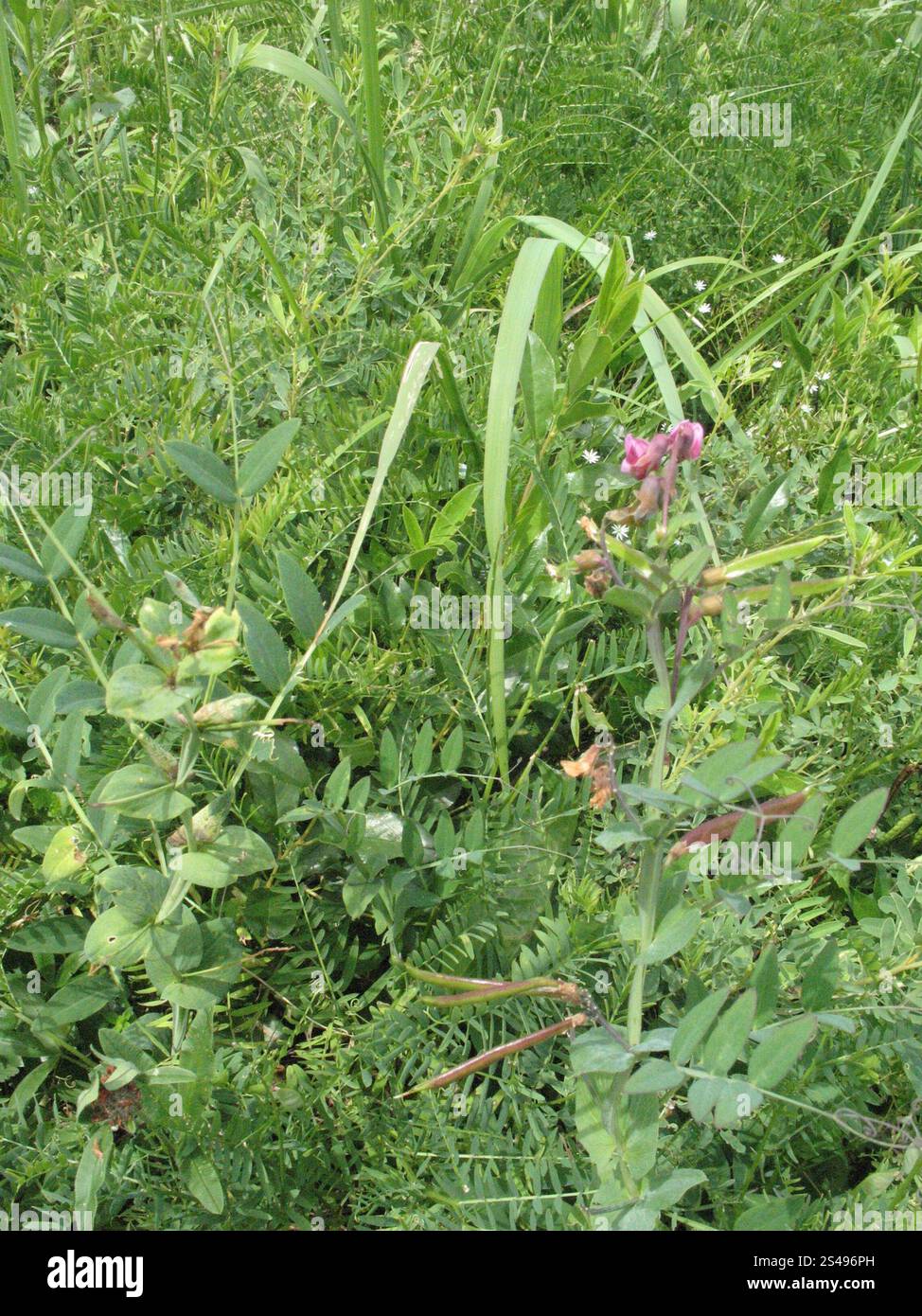 Pisiform grass-pea (Lathyrus pisiformis Stock Photo - Alamy