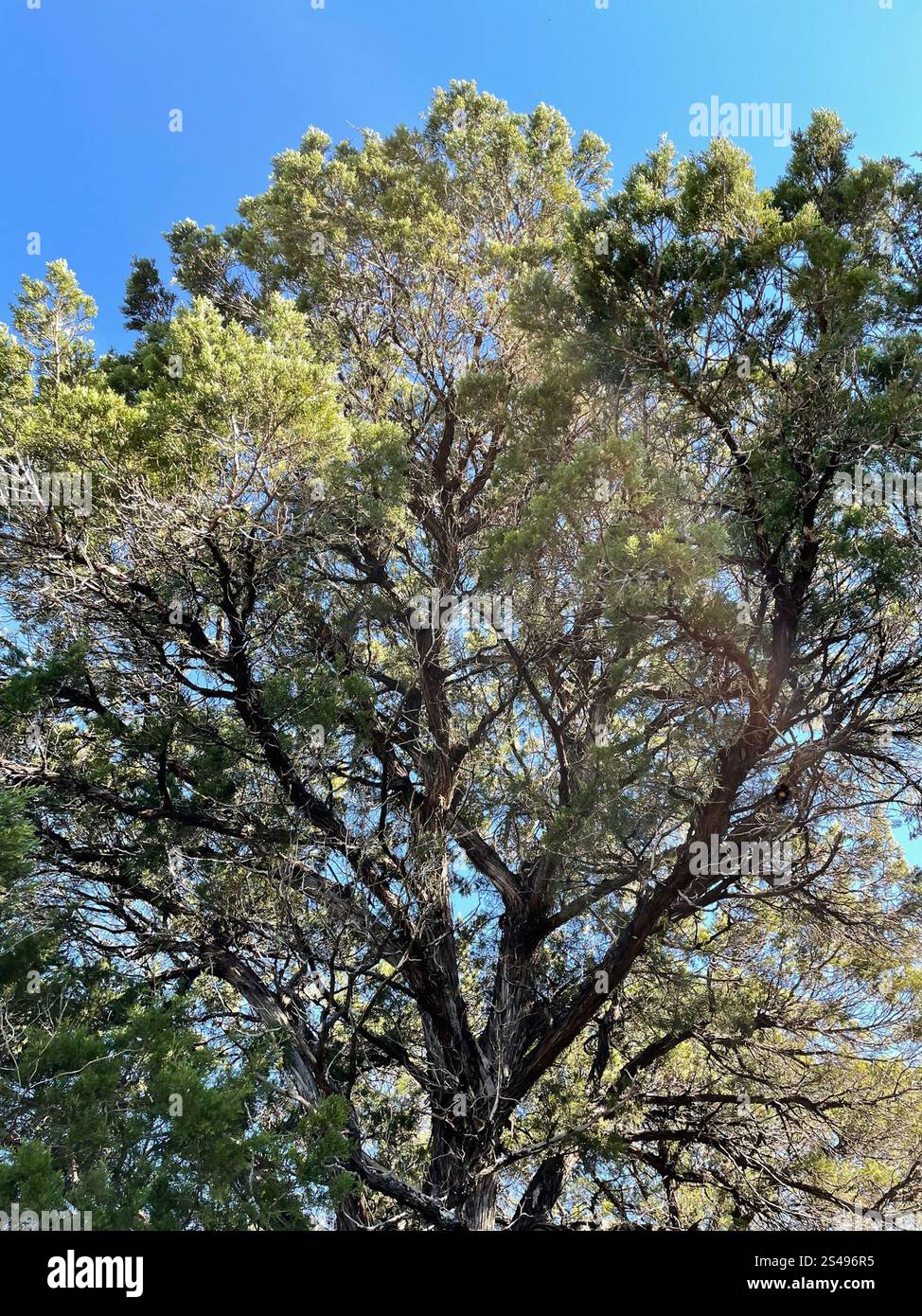 Ashe juniper (Juniperus ashei Stock Photo - Alamy