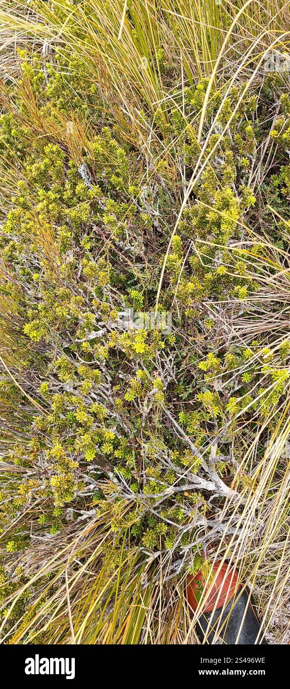 snow totara (Podocarpus nivalis Stock Photo - Alamy
