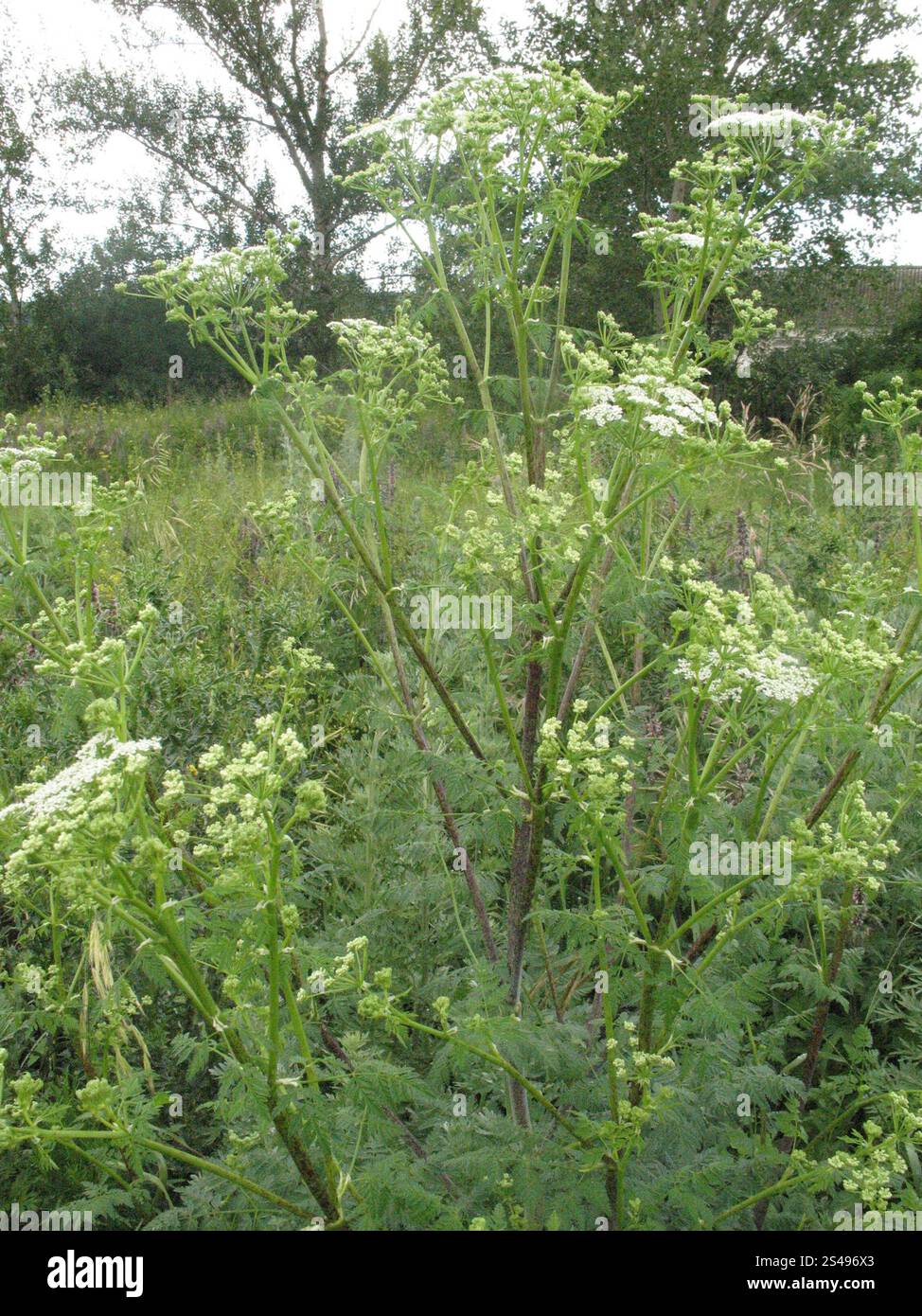 poison hemlock (Conium maculatum Stock Photo - Alamy