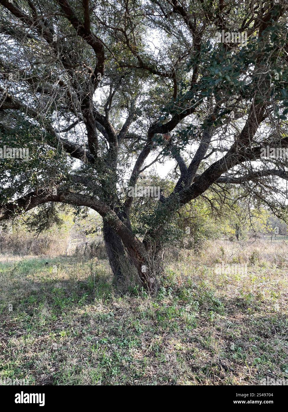 Texas live oak (Quercus fusiformis Stock Photo - Alamy