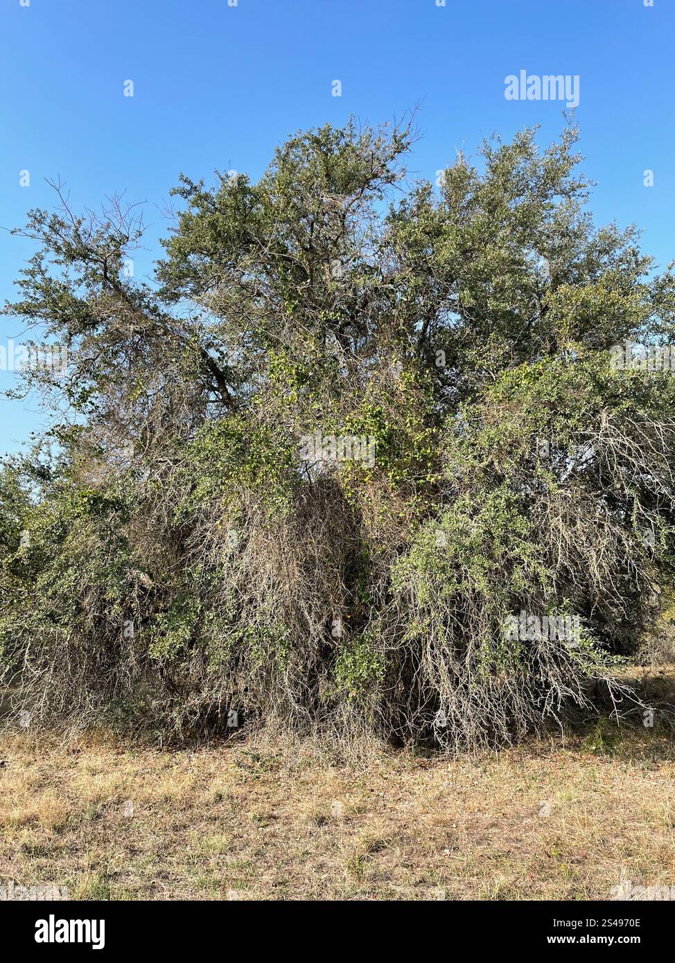 Texas live oak (Quercus fusiformis Stock Photo - Alamy