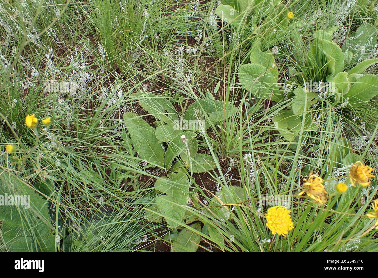 Bristle African Thistle (Berkheya setifera Stock Photo - Alamy