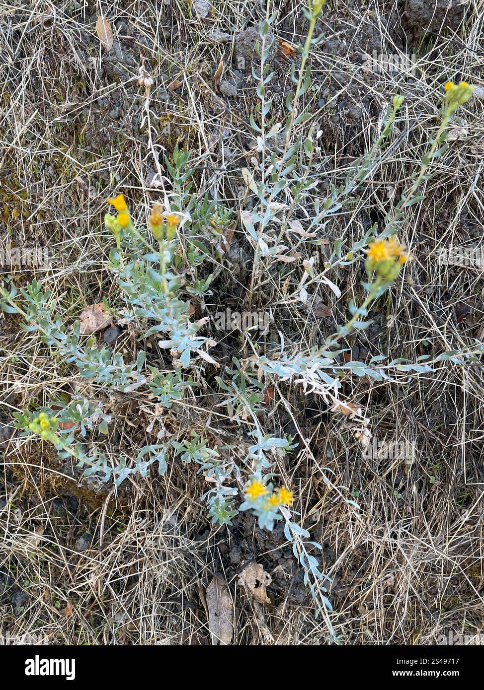Coastal Goldenbush (Isocoma menziesii Stock Photo - Alamy