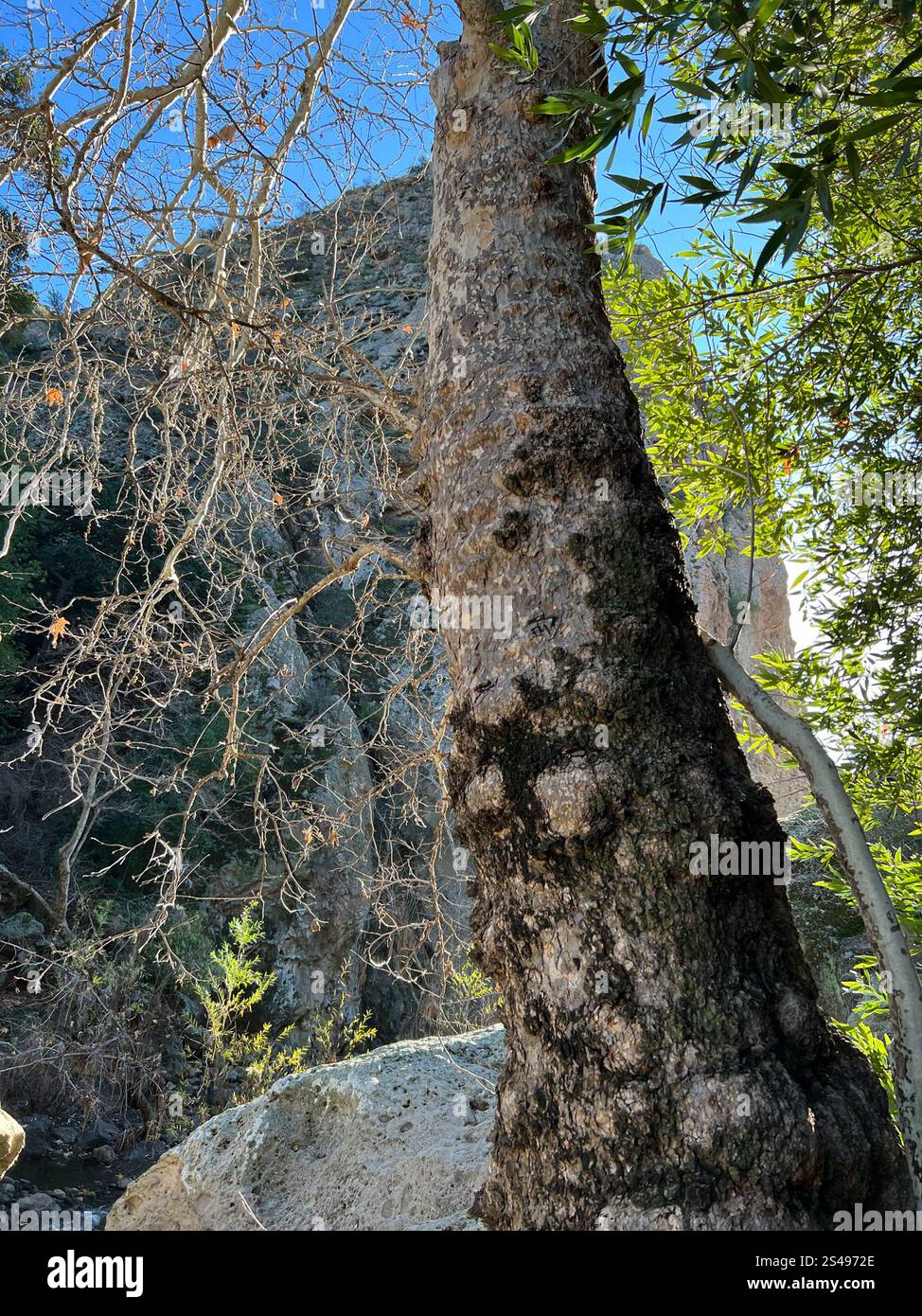 western sycamore (Platanus racemosa Stock Photo - Alamy