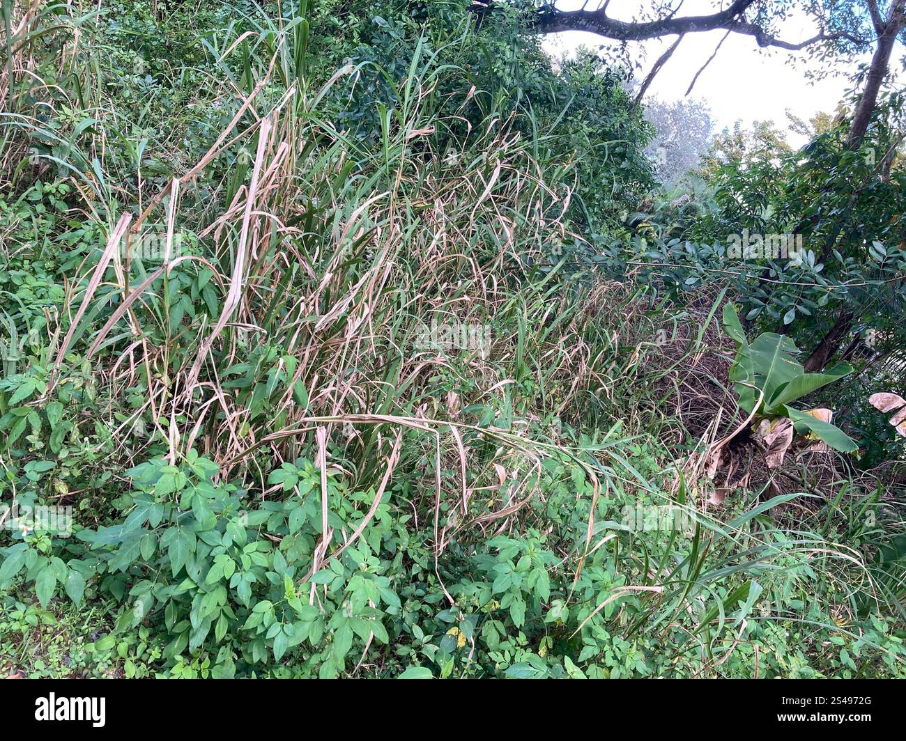 guinea grass (Megathyrsus maximus Stock Photo - Alamy