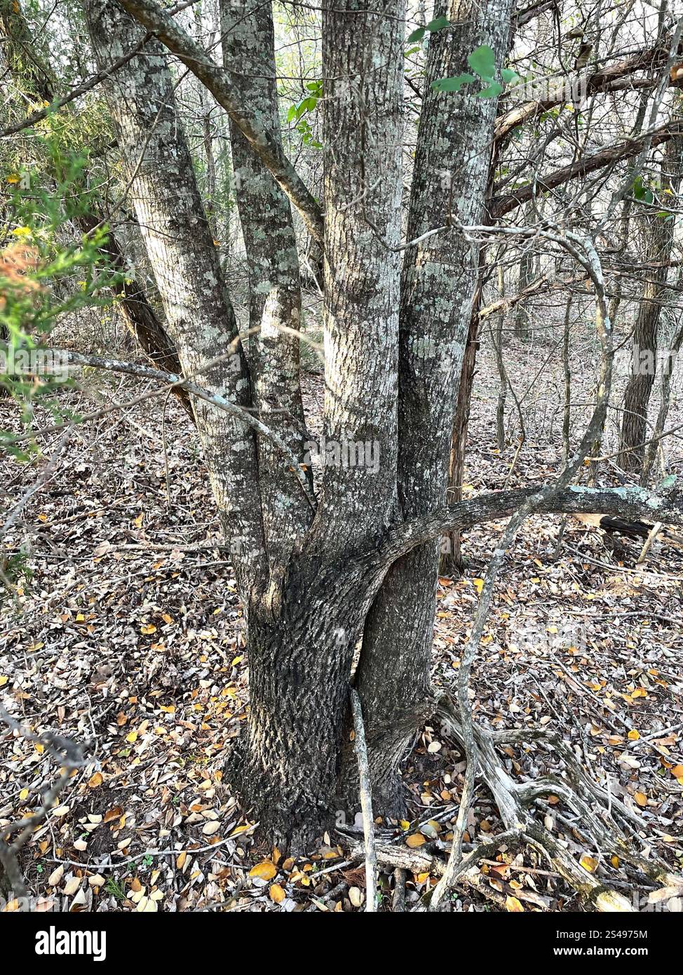Texas ash (Fraxinus albicans Stock Photo - Alamy
