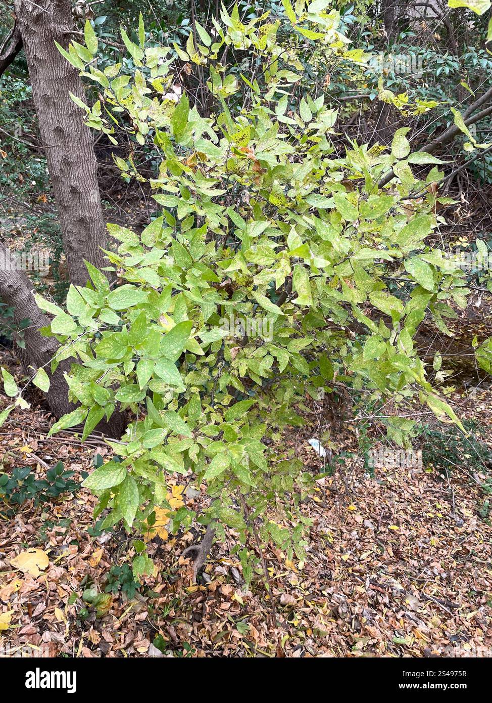 sugar hackberry (Celtis laevigata Stock Photo - Alamy
