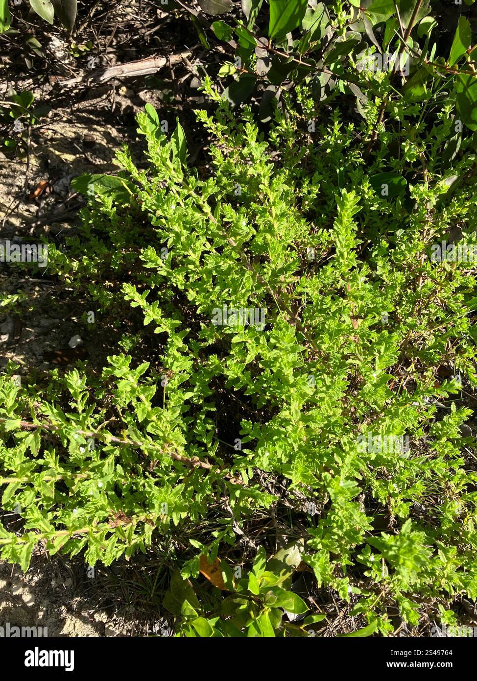 Obeah Bush (Stemodia maritima Stock Photo - Alamy
