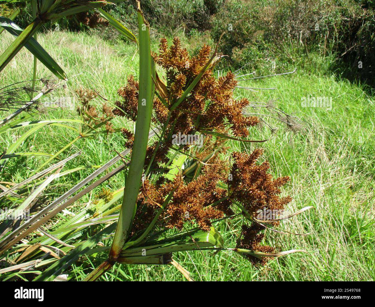 Fig Sedge (Cyperus dives Stock Photo - Alamy