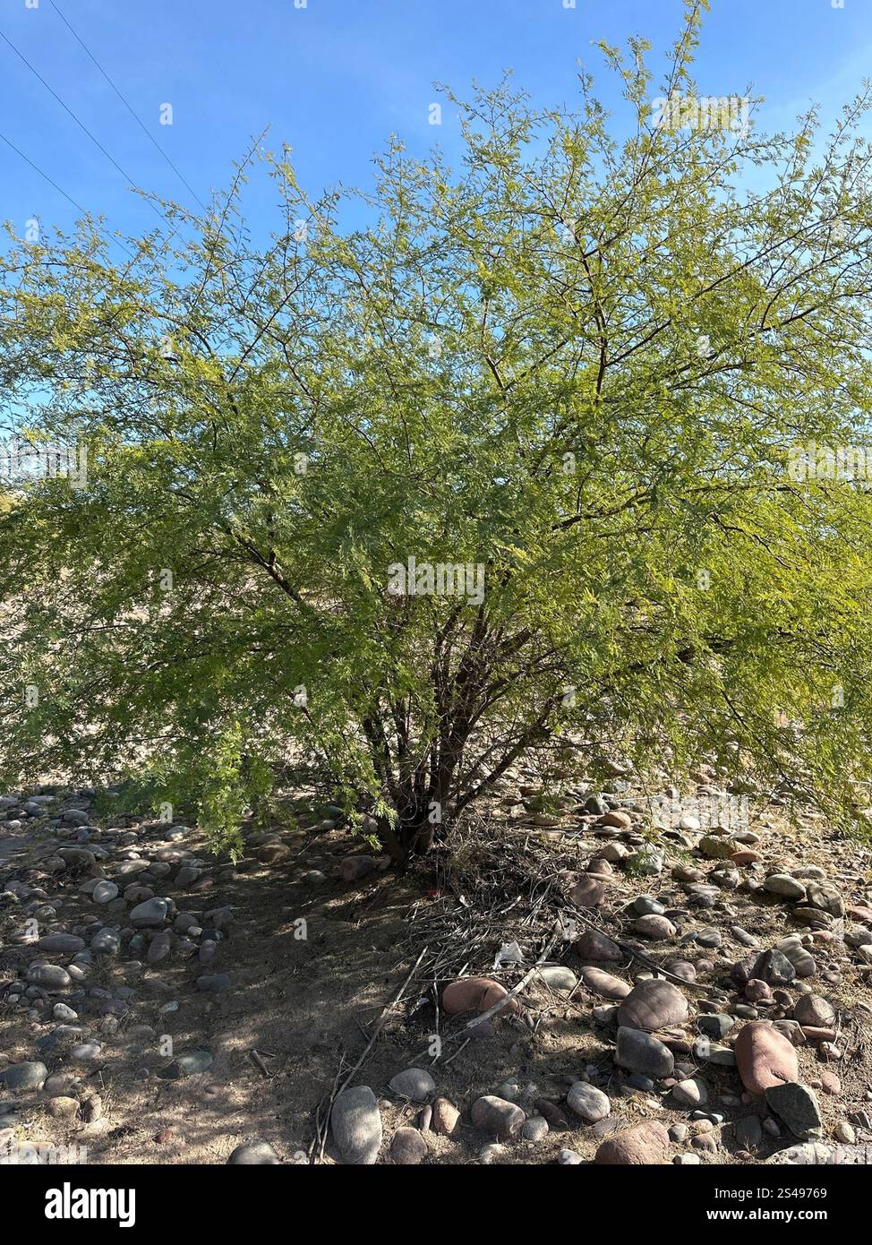whitethorn acacia (Vachellia constricta Stock Photo - Alamy