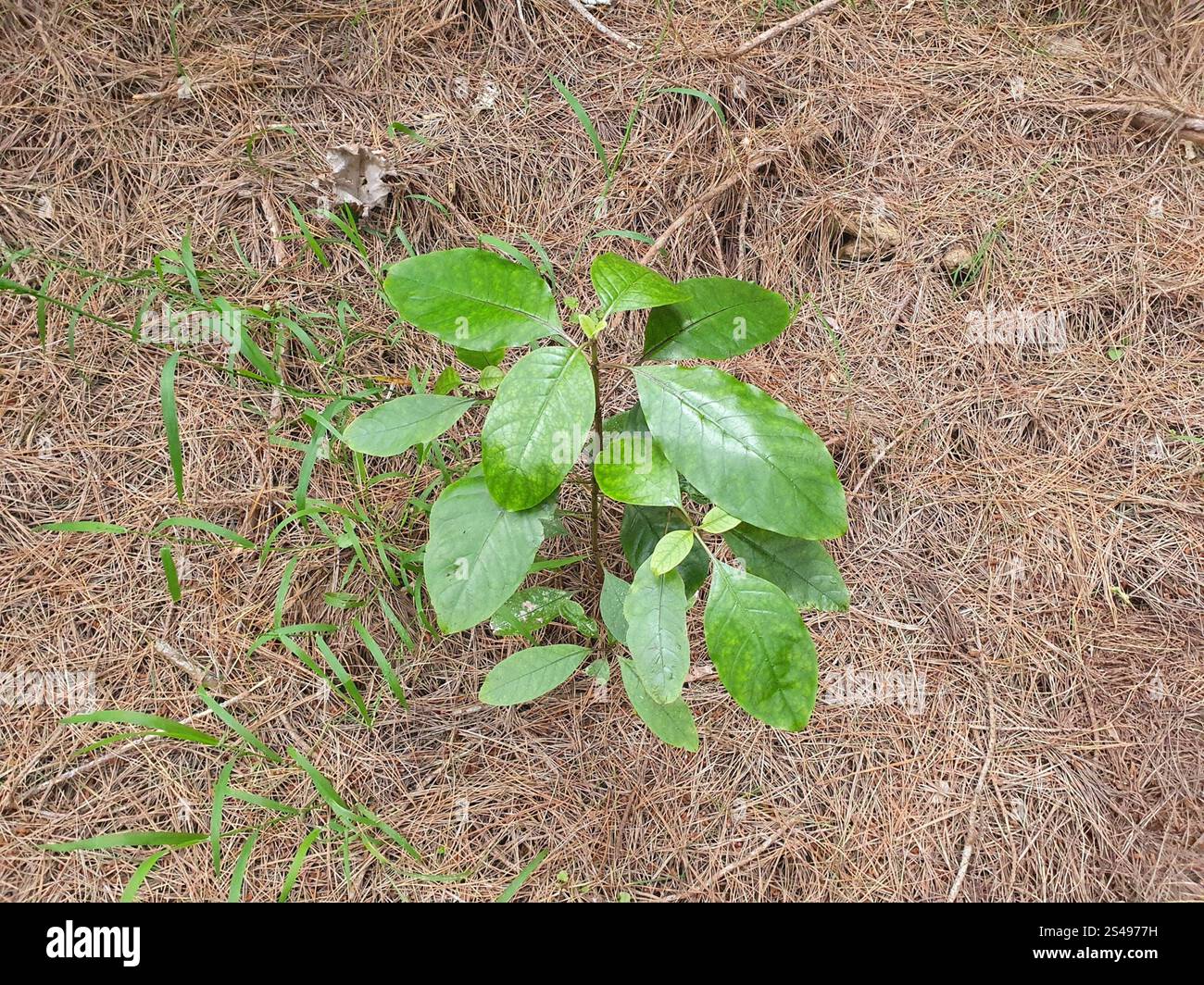 Kanono (Coprosma grandifolia Stock Photo - Alamy