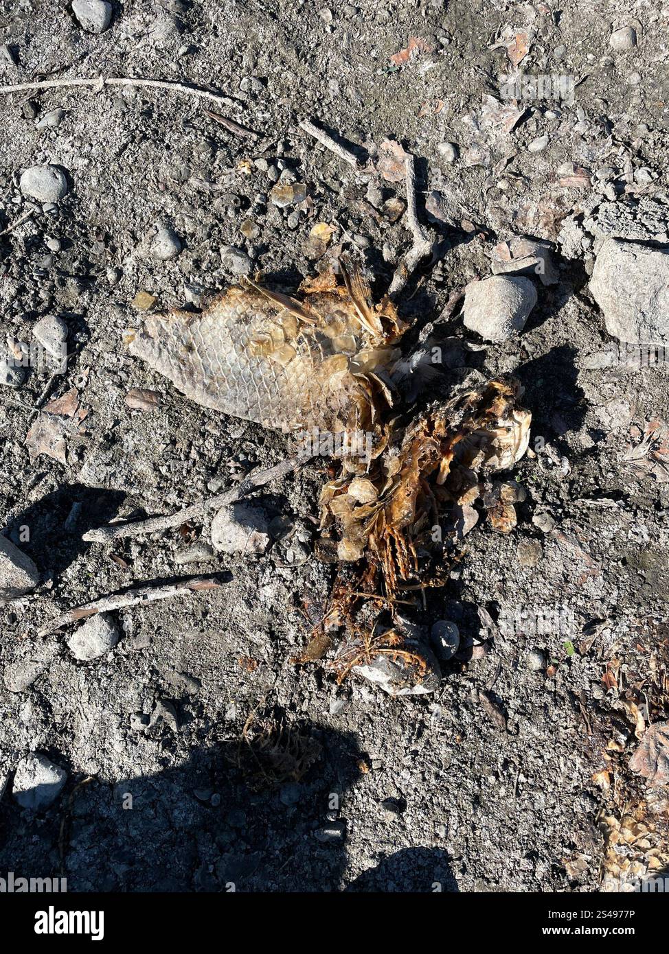 Ray-finned Fishes (Actinopterygii Stock Photo - Alamy