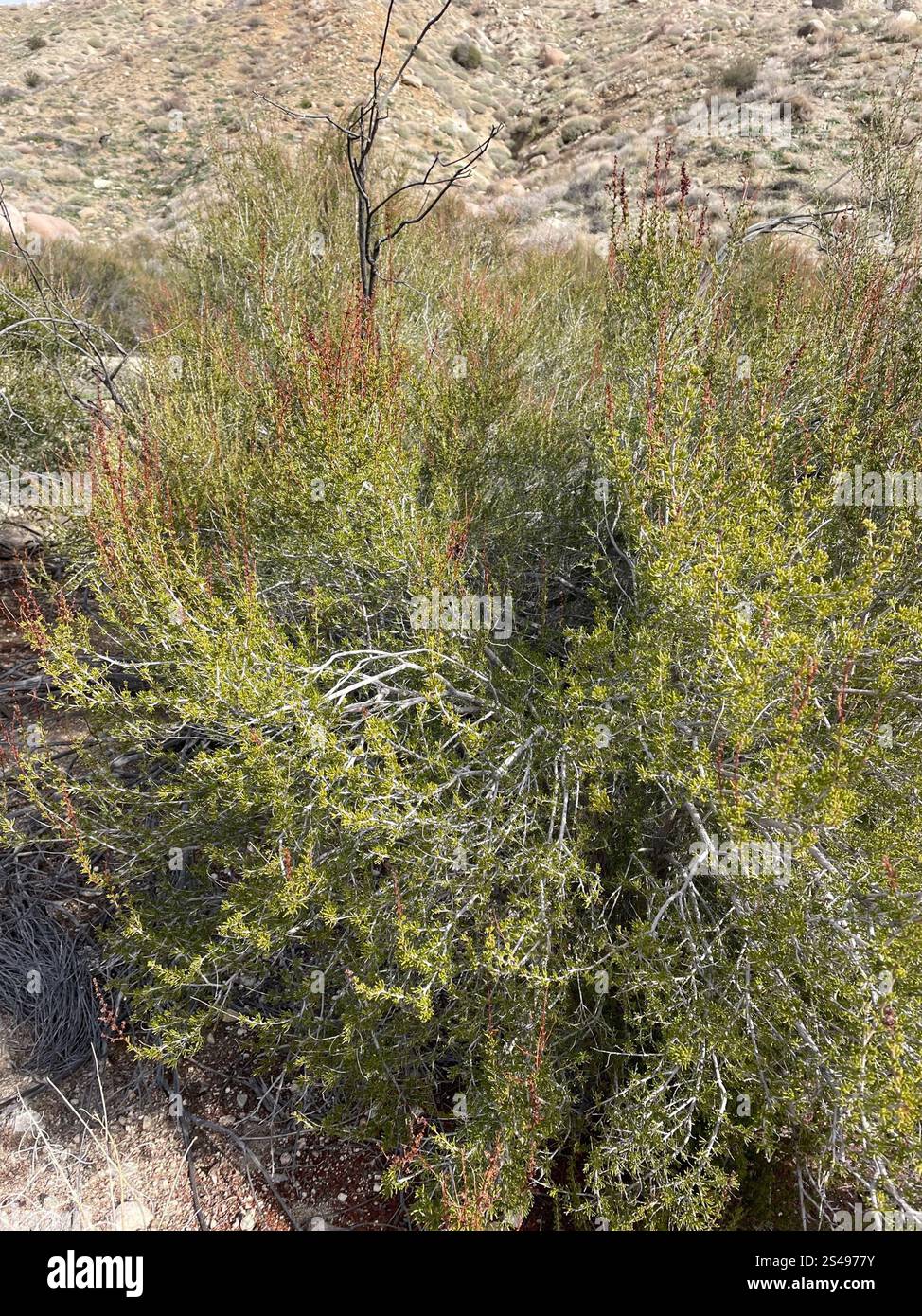 chamise (Adenostoma fasciculatum Stock Photo - Alamy
