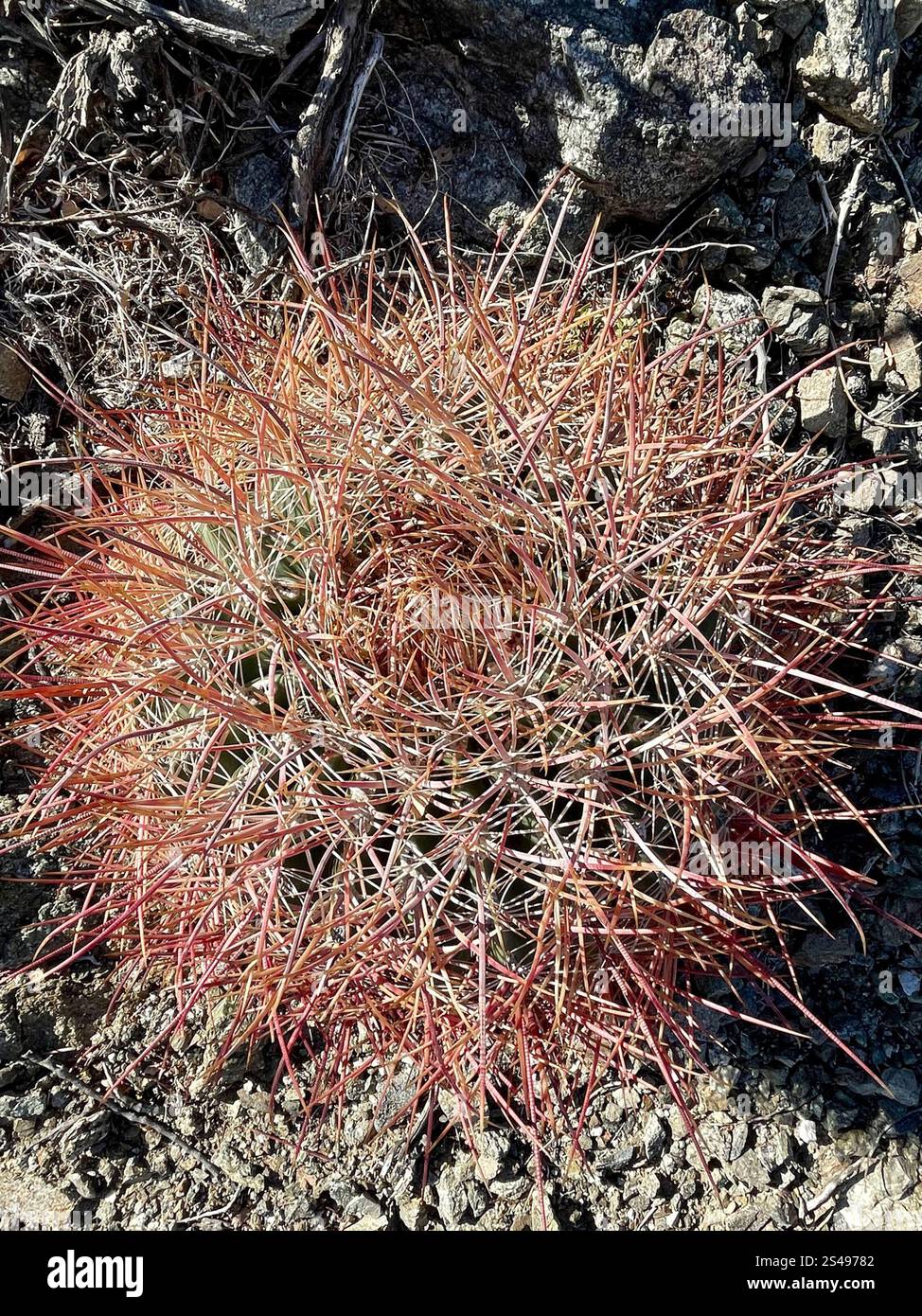 California Barrel Cactus (Ferocactus cylindraceus Stock Photo - Alamy
