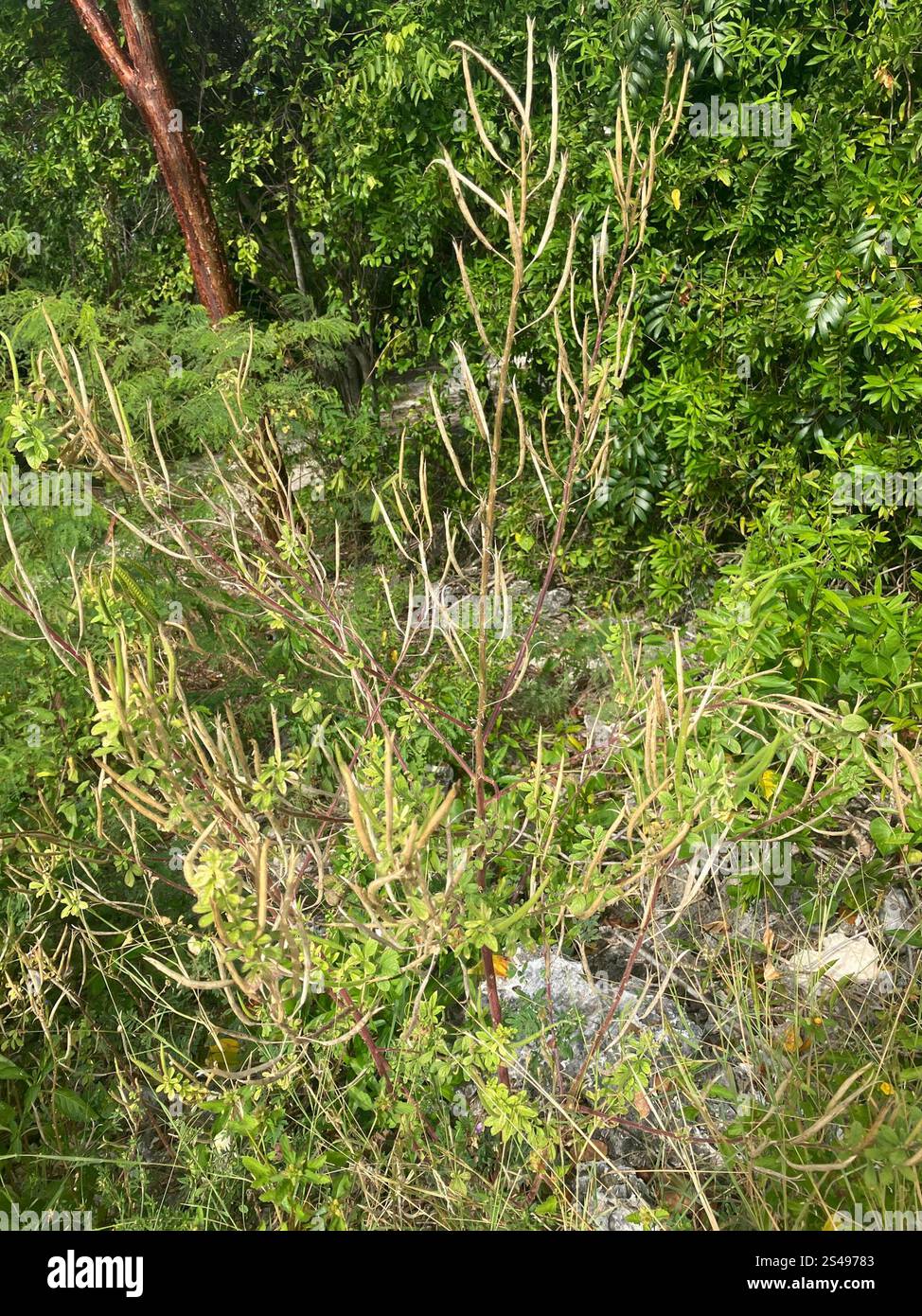 Asian spiderflower (Cleome viscosa Stock Photo - Alamy