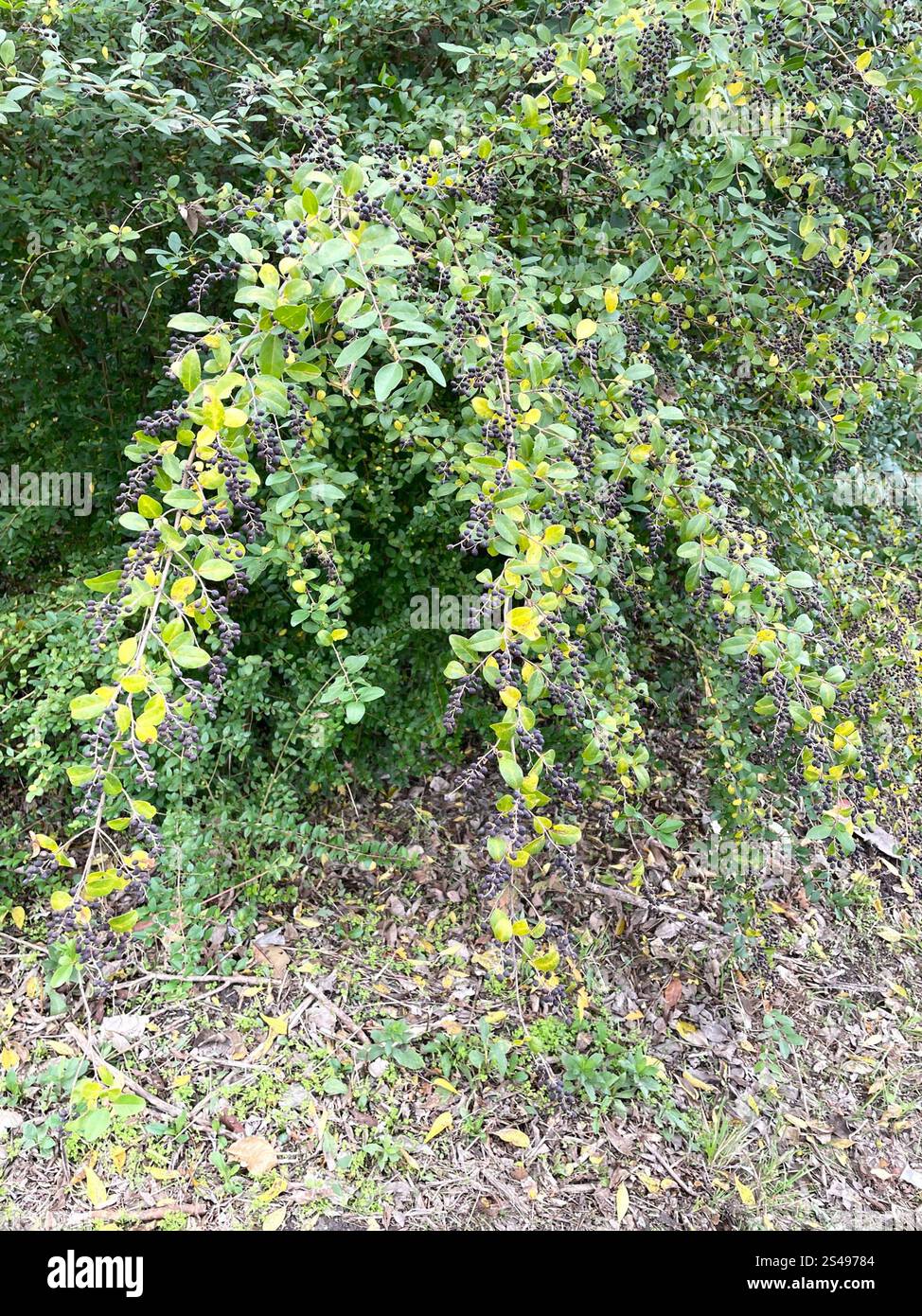 Chinese privet (Ligustrum sinense Stock Photo - Alamy
