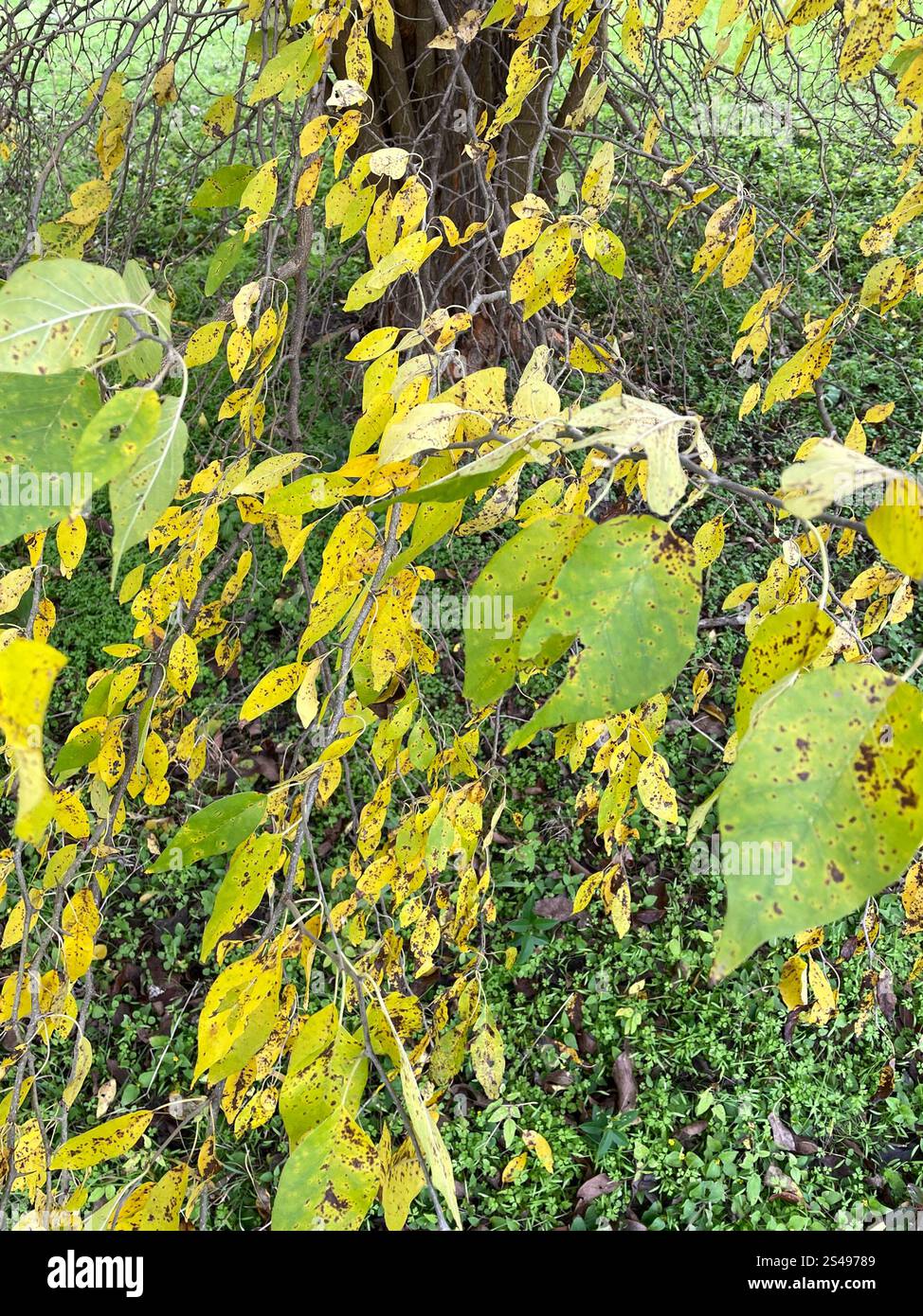 Osage-orange (Maclura pomifera Stock Photo - Alamy