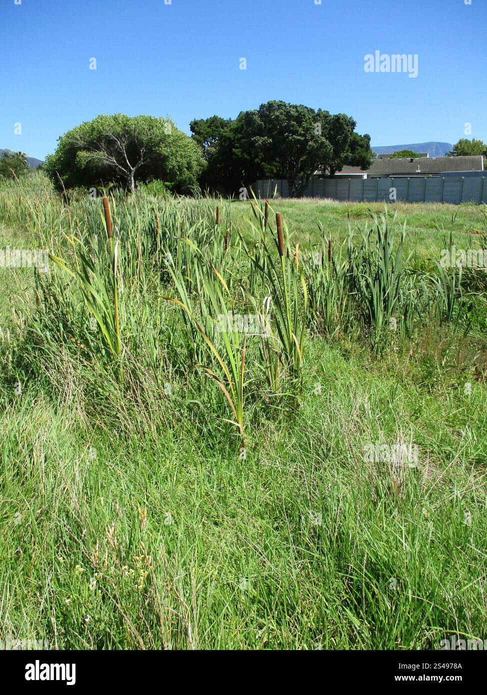 Cape Bulrush (Typha capensis Stock Photo - Alamy