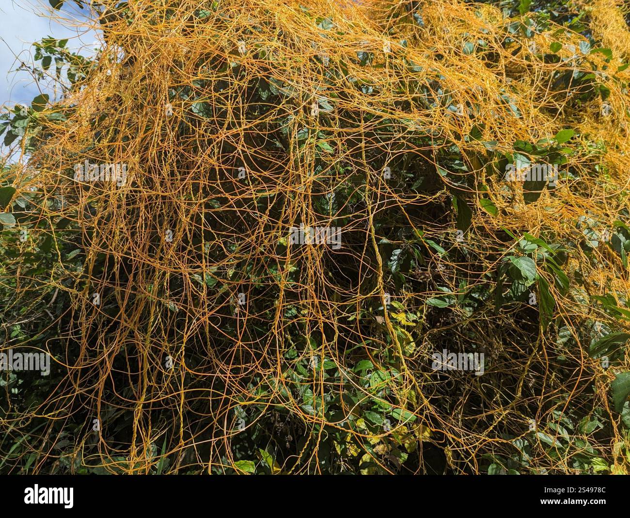 laurel dodder (Cassytha filiformis Stock Photo - Alamy