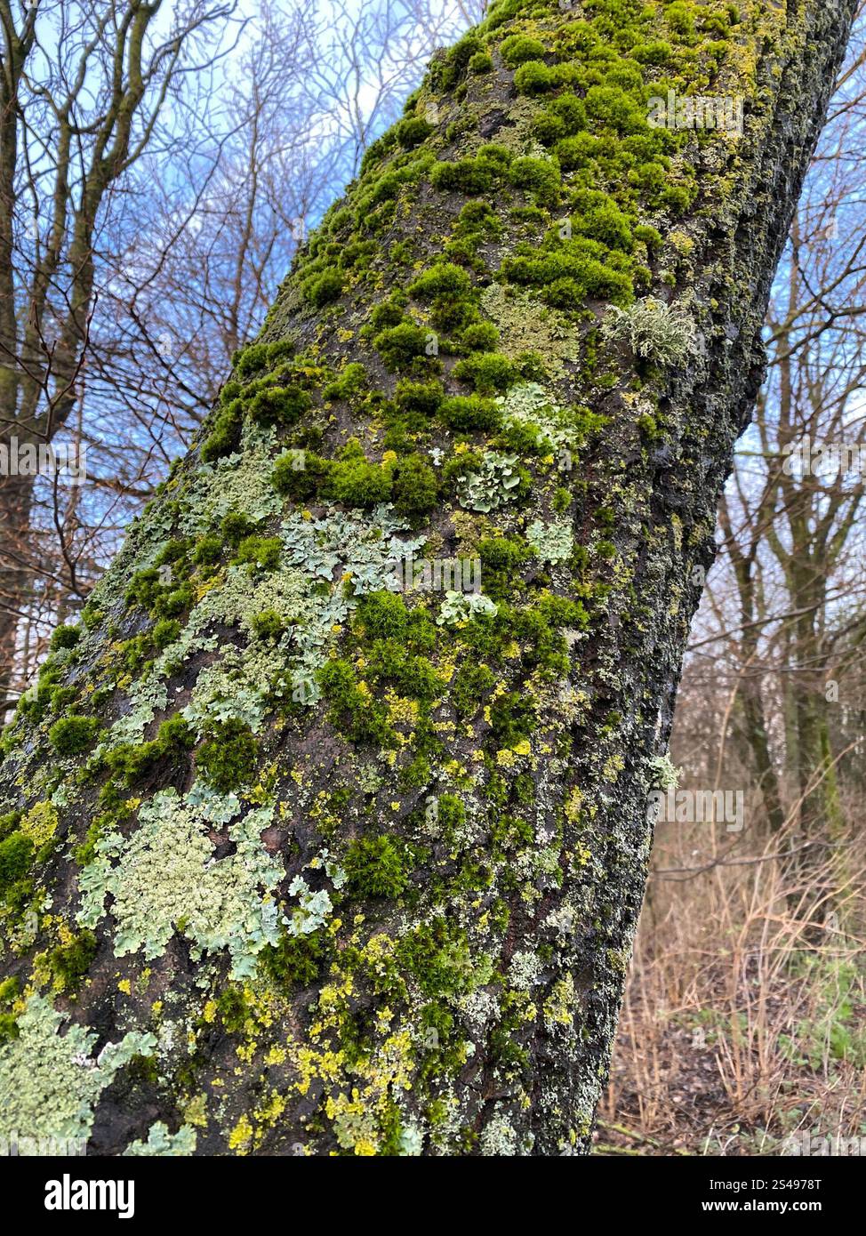 Wood Bristle-moss (Lewinskya affinis Stock Photo - Alamy