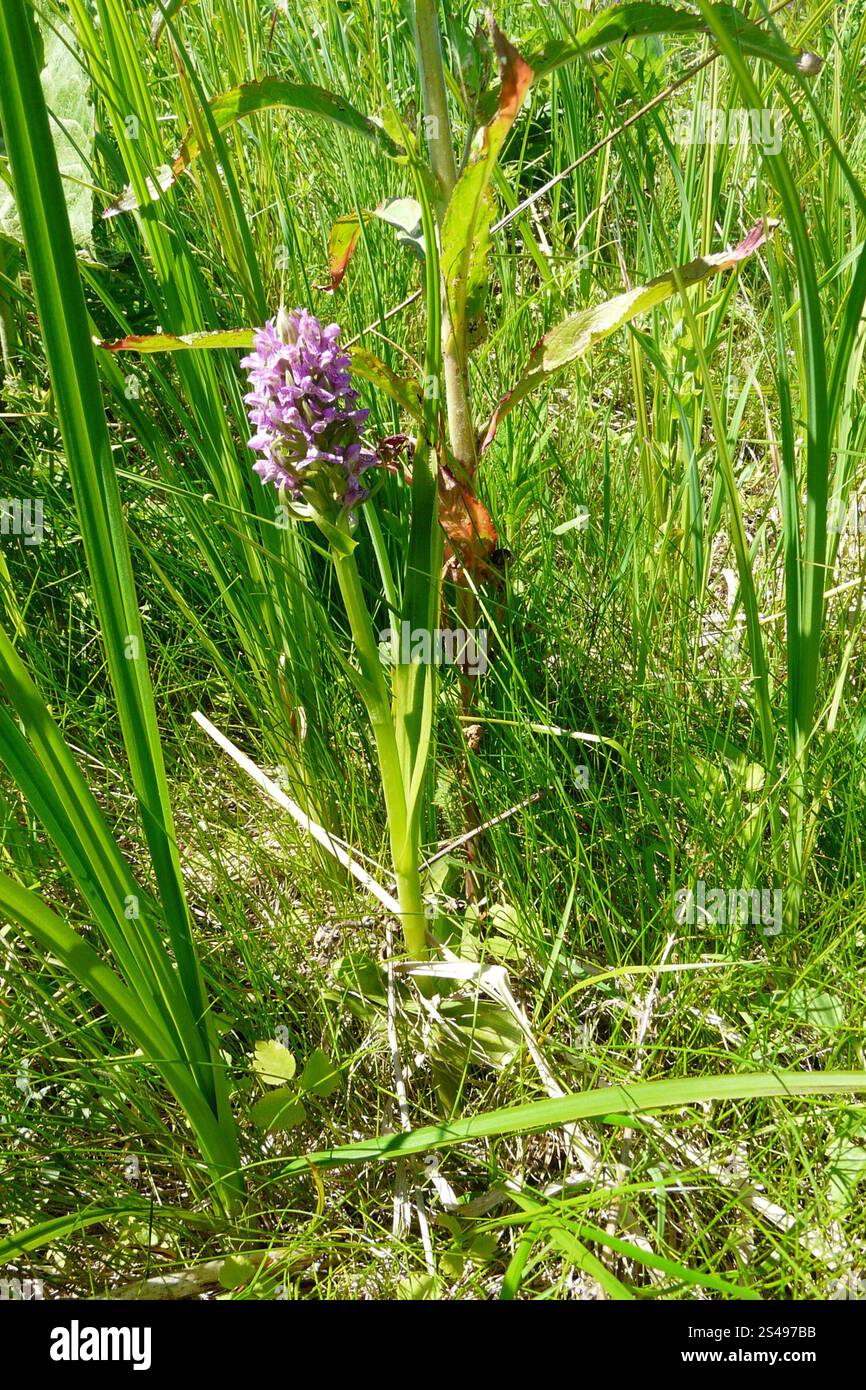 Early Marsh-orchid (Dactylorhiza incarnata Stock Photo - Alamy
