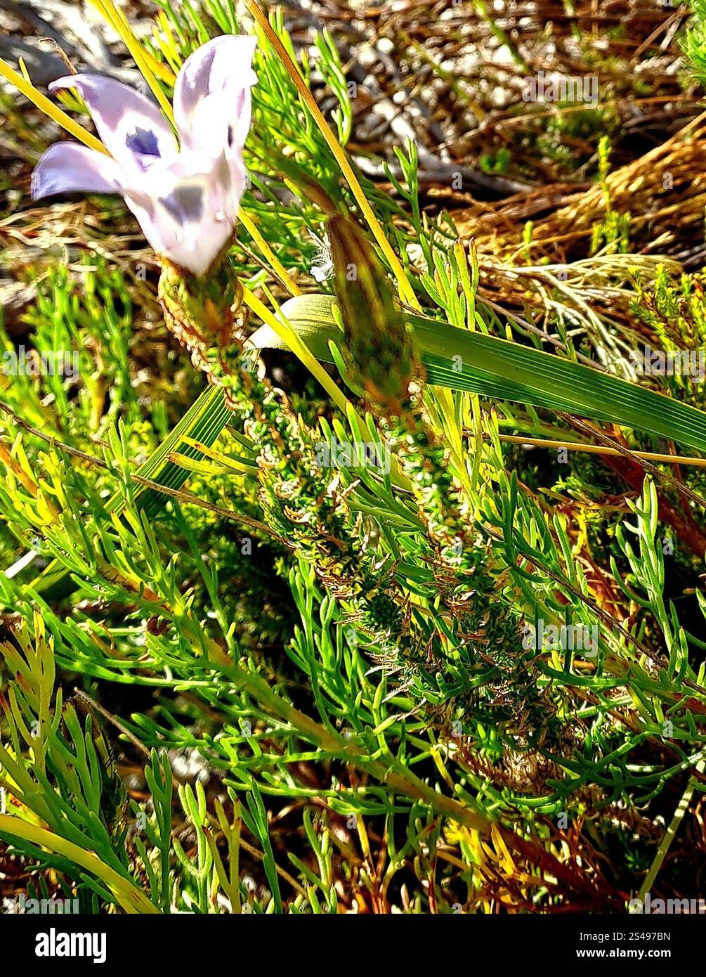 Giant Bell (Roella ciliata Stock Photo - Alamy