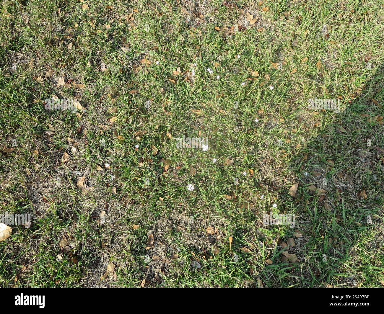 largeflower Mexican clover (Richardia grandiflora Stock Photo - Alamy