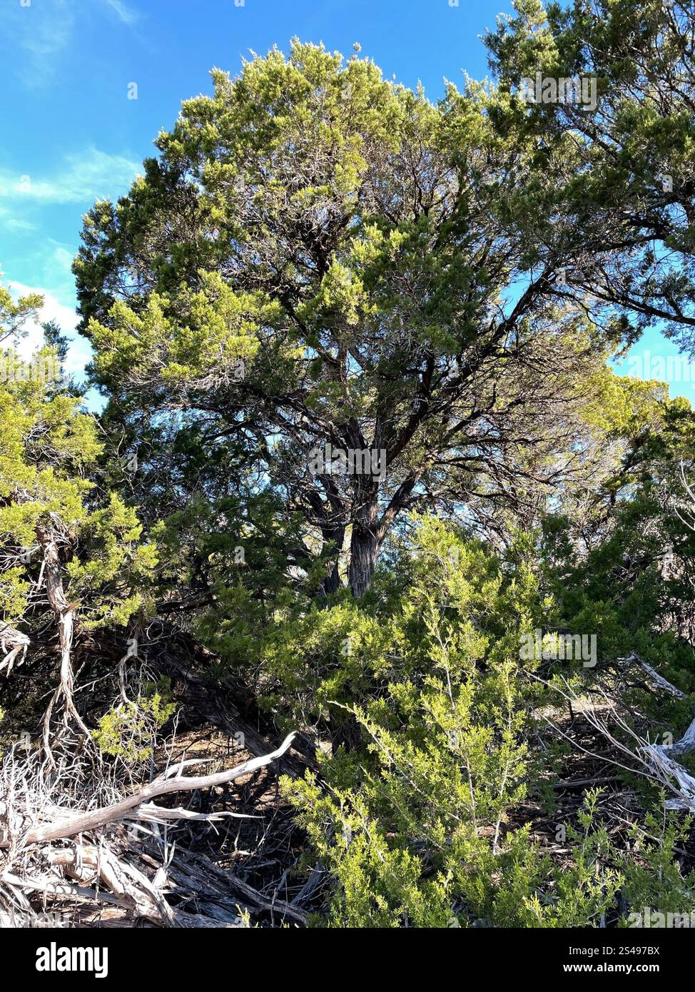 Ashe juniper (Juniperus ashei Stock Photo - Alamy