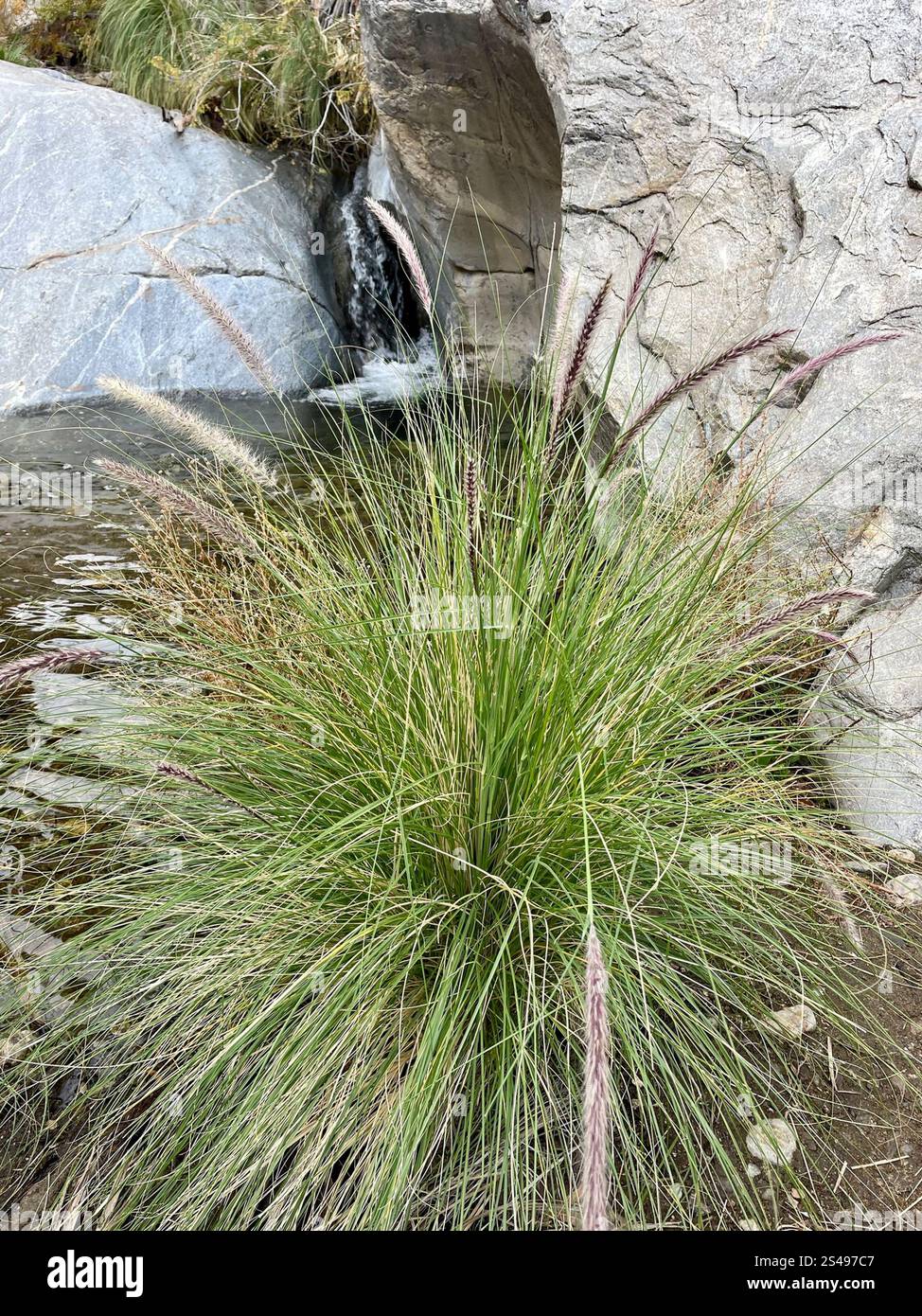 Fountain Grass (Cenchrus setaceus Stock Photo - Alamy