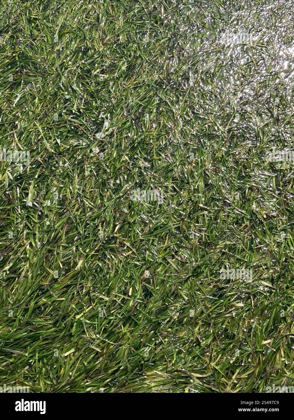 Thalassia hi-res stock photography and images - Alamy
