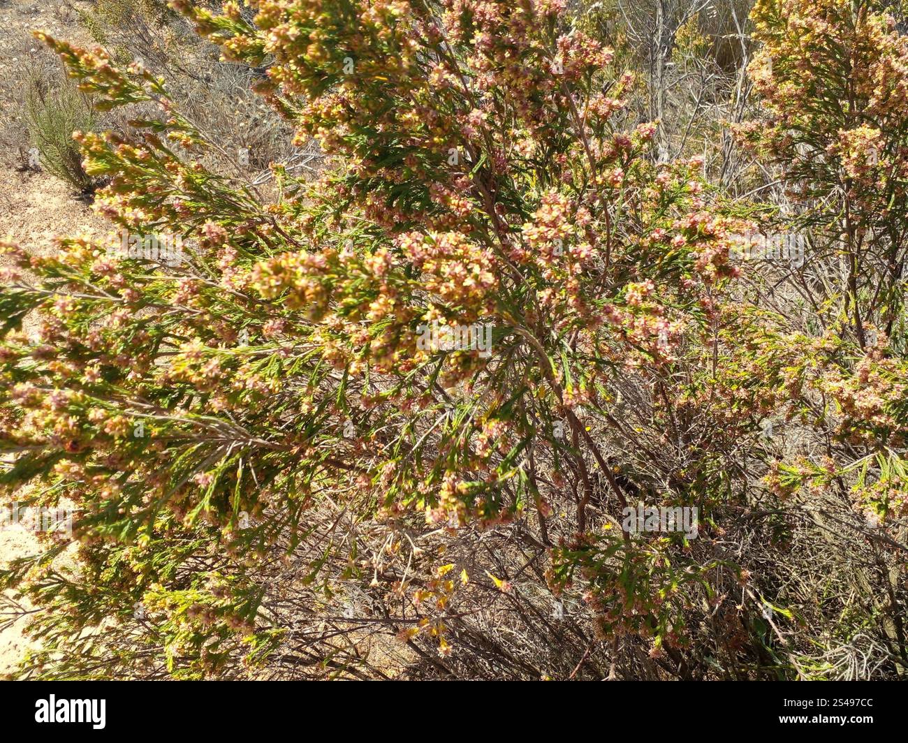 Common Gonna (Passerina corymbosa Stock Photo - Alamy
