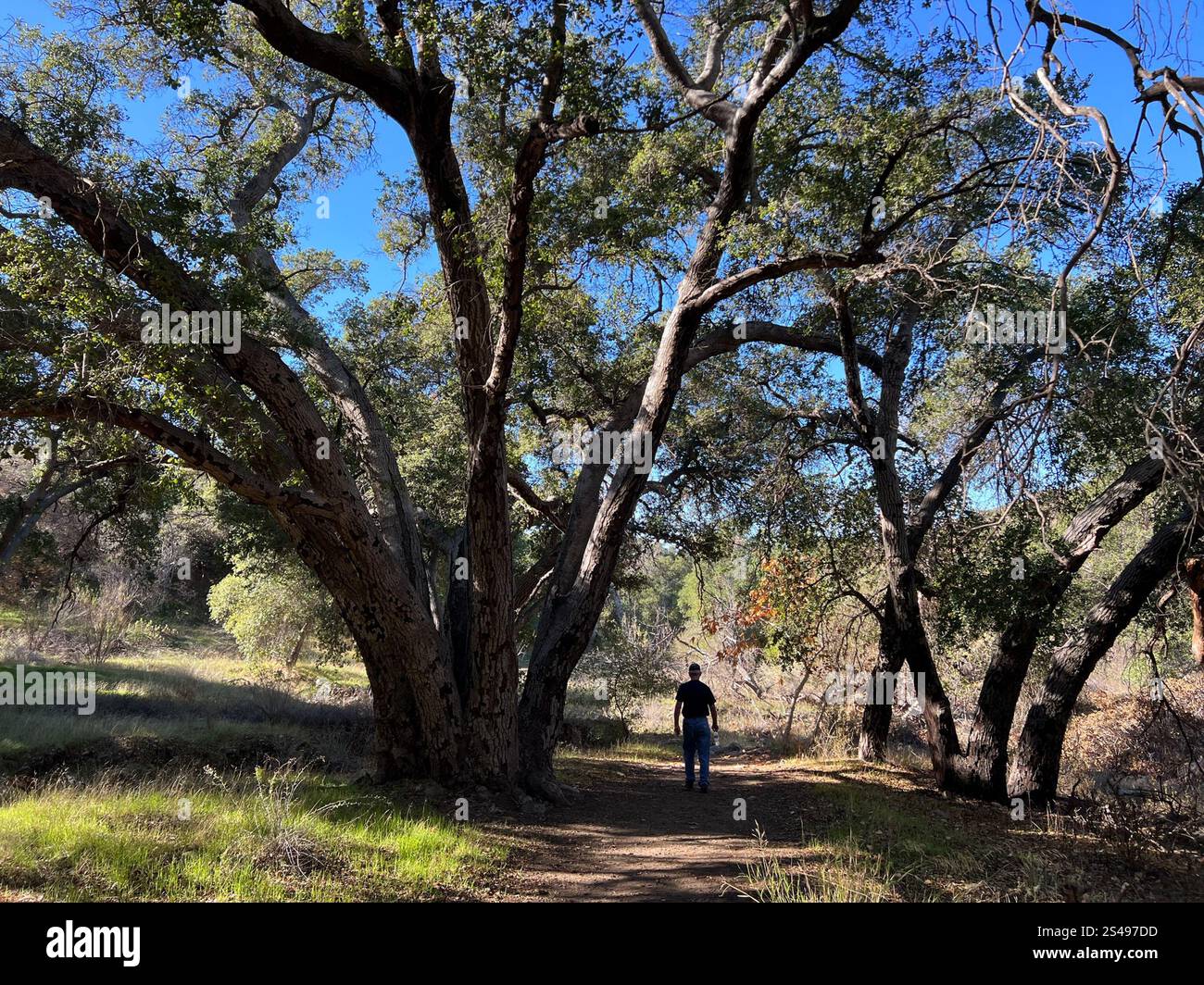 California Live Oak (Quercus agrifolia agrifolia Stock Photo - Alamy