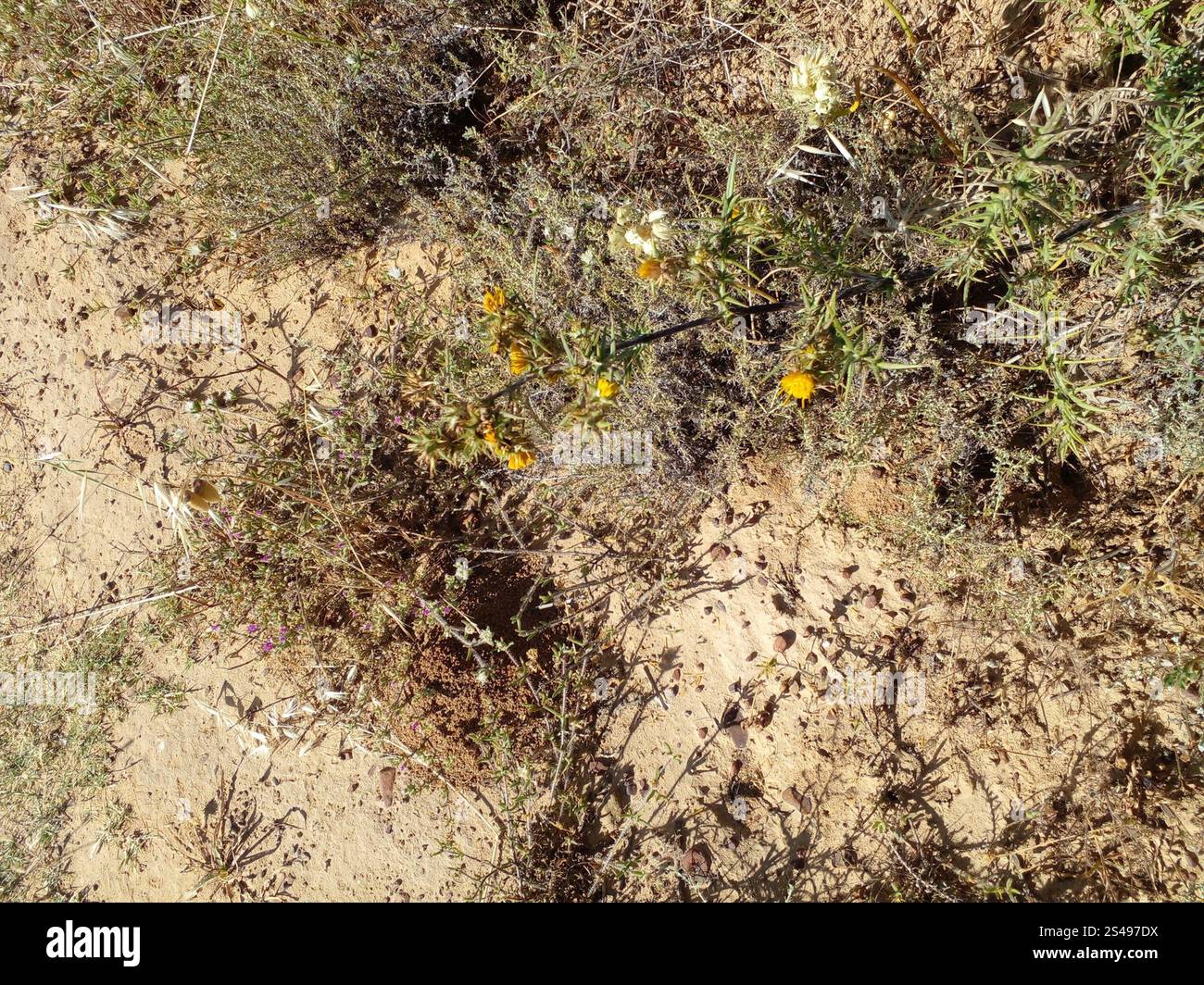 Weed African Thistle (Berkheya rigida Stock Photo - Alamy