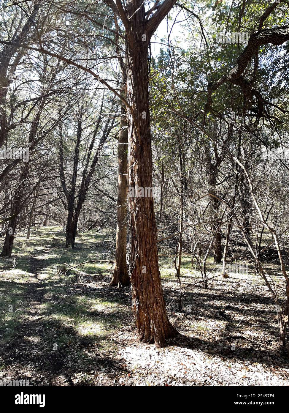 Ashe juniper (Juniperus ashei Stock Photo - Alamy