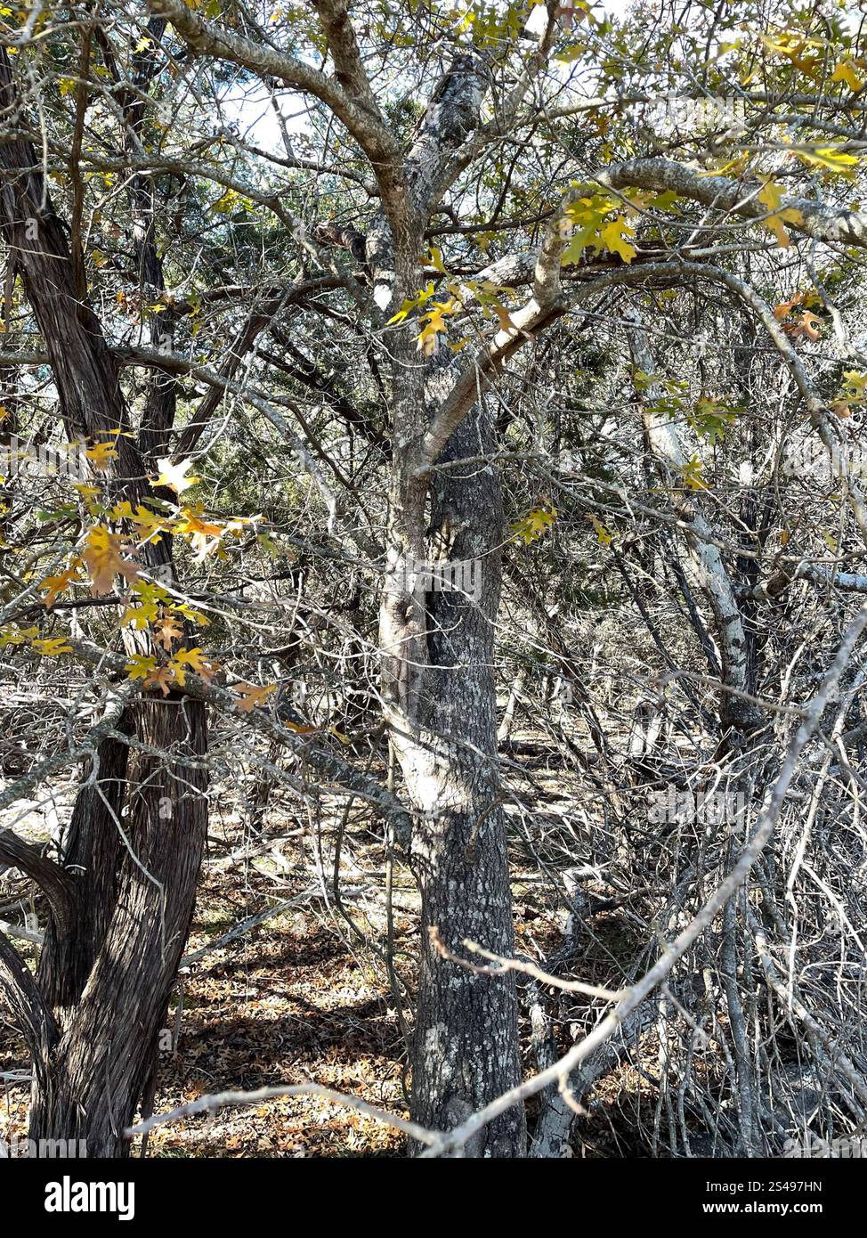 Buckley's oak (Quercus buckleyi Stock Photo - Alamy