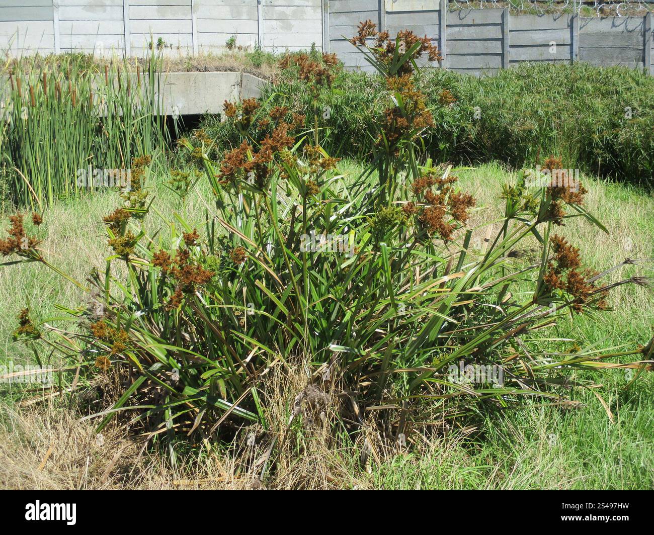 Fig Sedge (Cyperus dives Stock Photo - Alamy