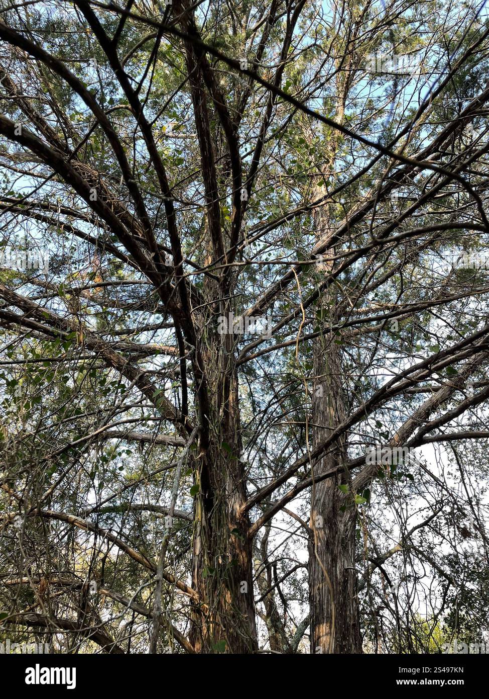 eastern redcedar (Juniperus virginiana Stock Photo - Alamy
