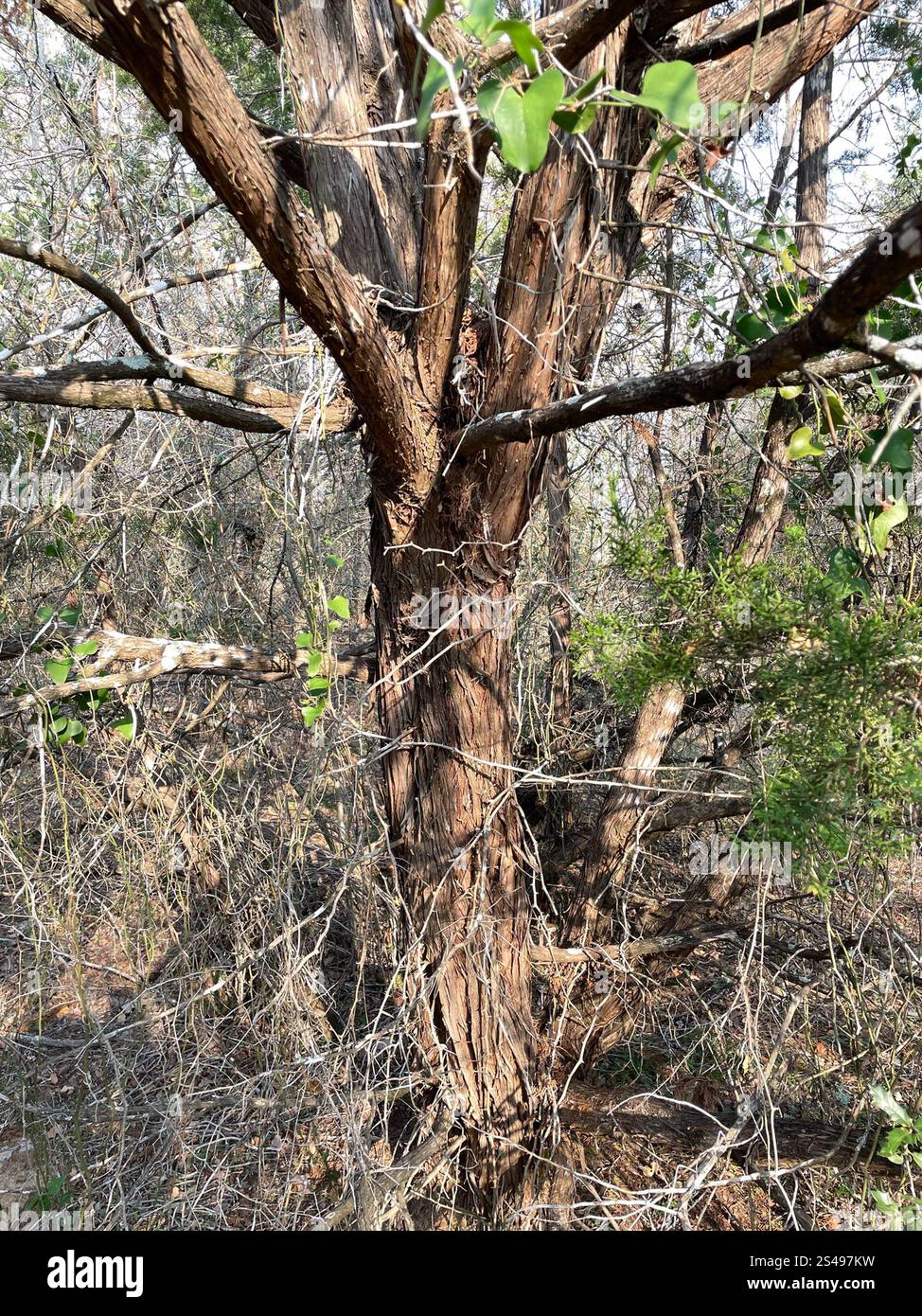 Ashe juniper (Juniperus ashei Stock Photo - Alamy