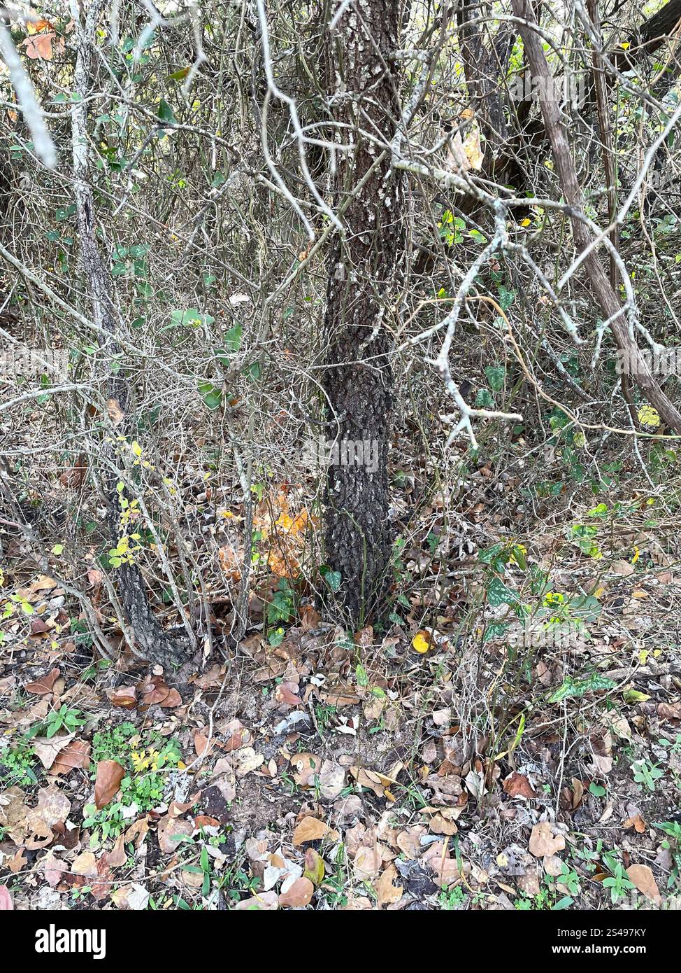blackjack oak (Quercus marilandica Stock Photo - Alamy