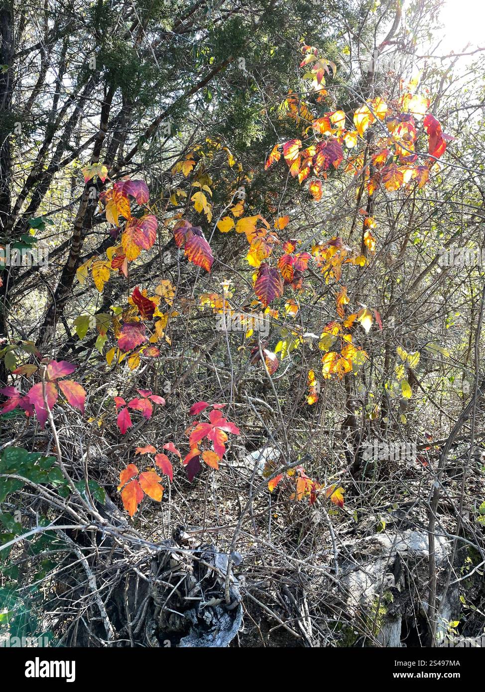 poison ivies and oaks (Toxicodendron Stock Photo - Alamy