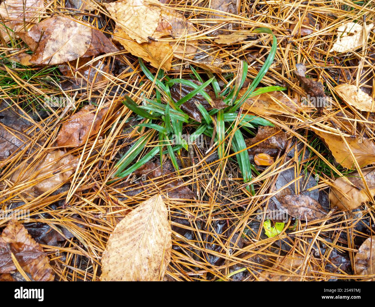 Blue Sedge (Carex glaucodea Stock Photo - Alamy