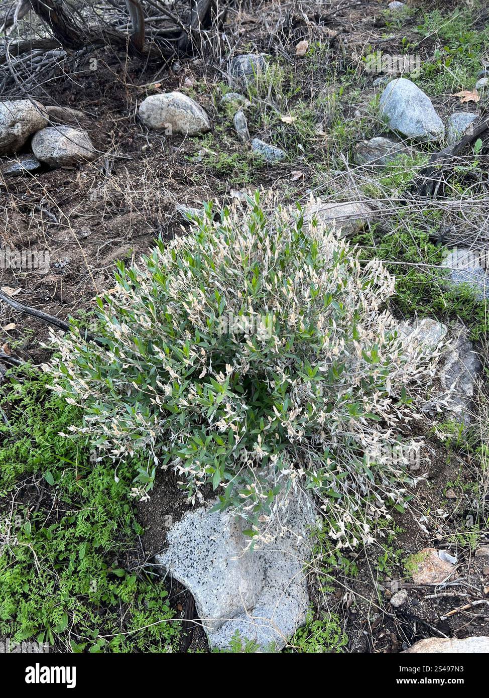 American threefold (Trixis californica Stock Photo - Alamy
