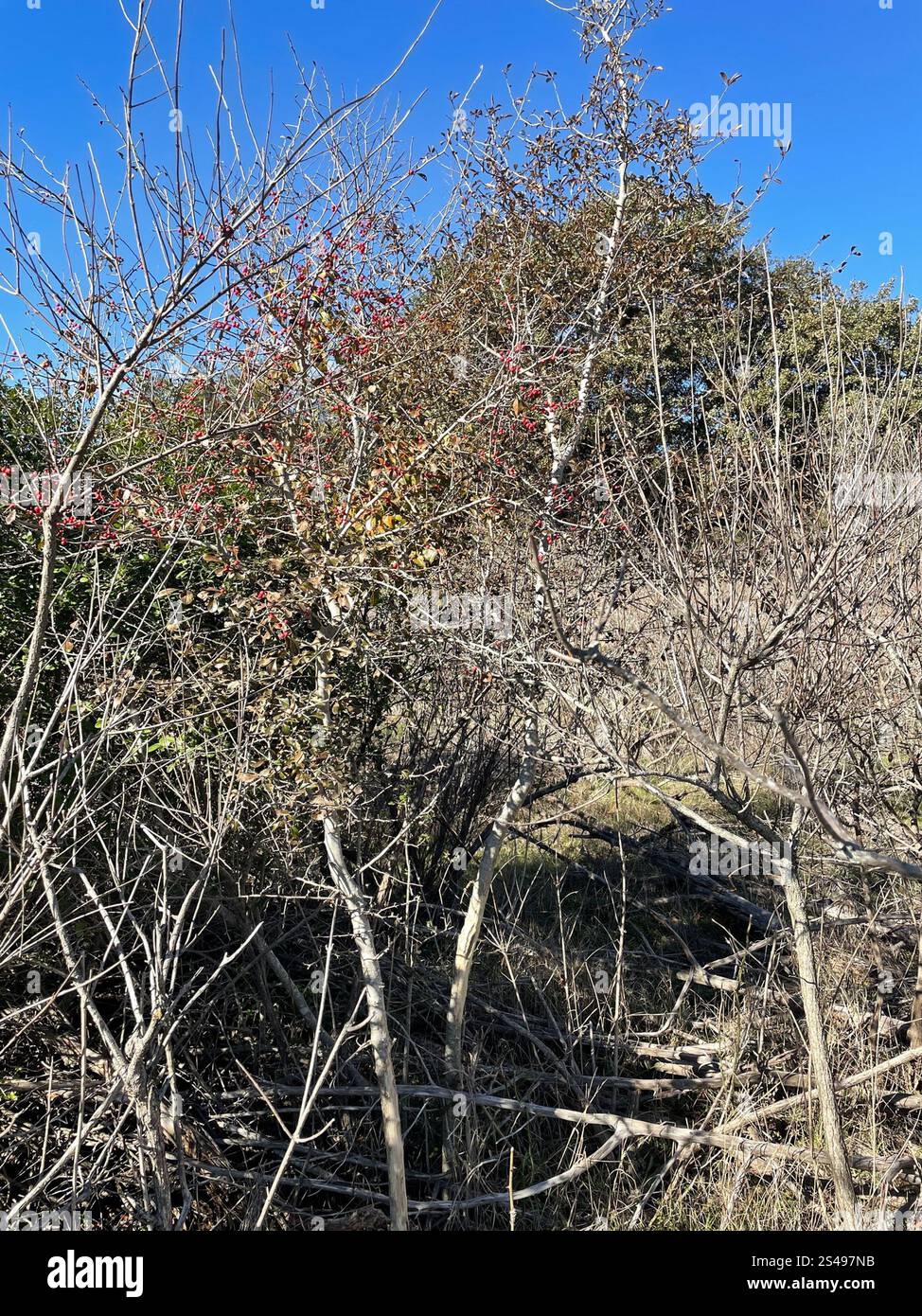 possumhaw (Ilex decidua Stock Photo - Alamy
