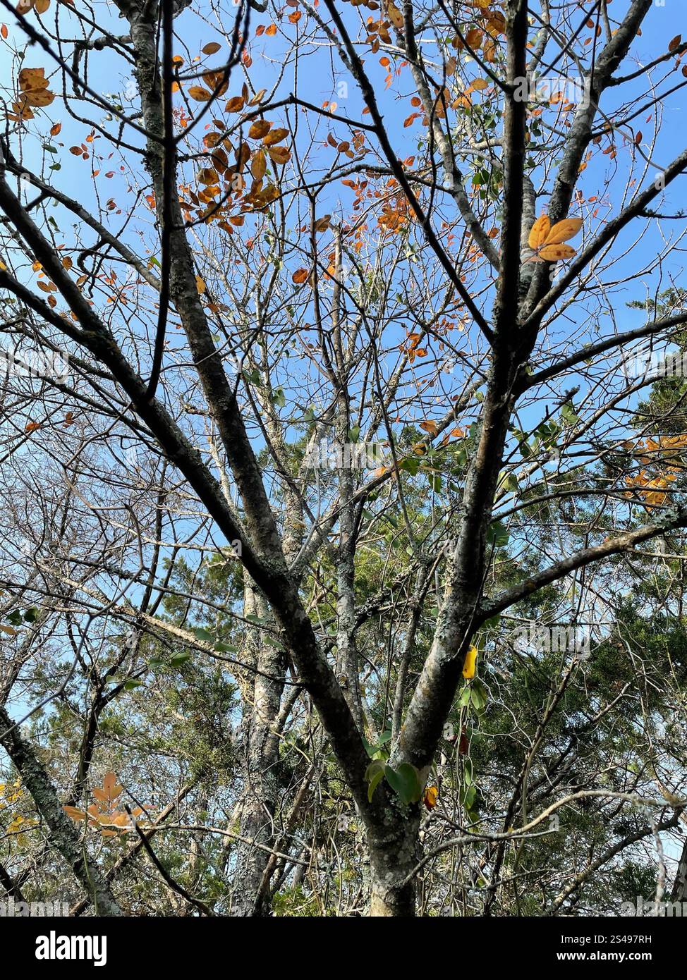 Texas ash (Fraxinus albicans Stock Photo - Alamy