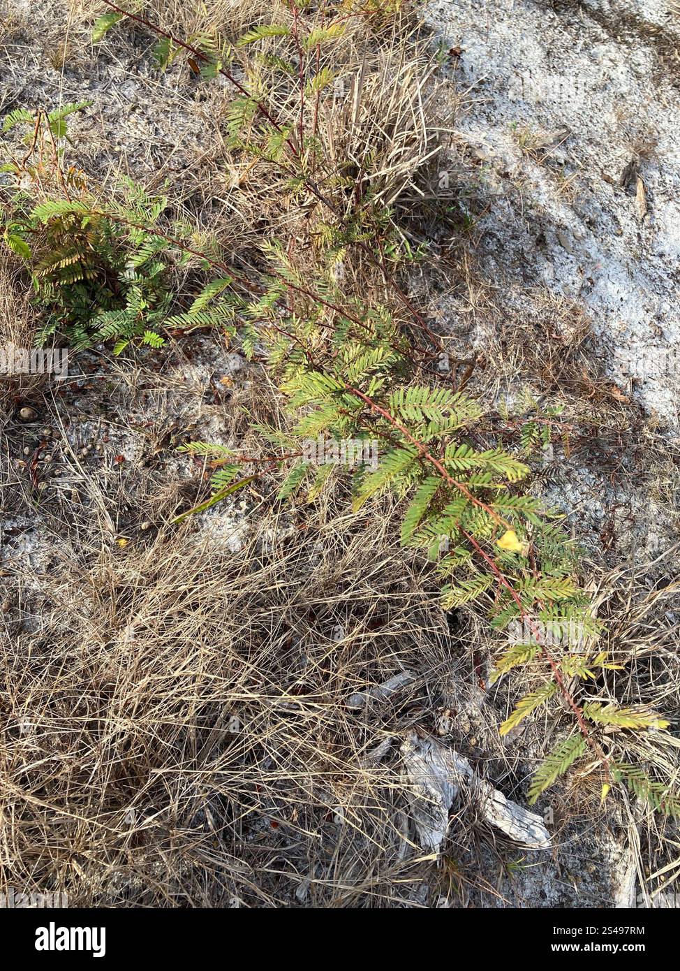partridge pea (Chamaecrista fasciculata Stock Photo - Alamy